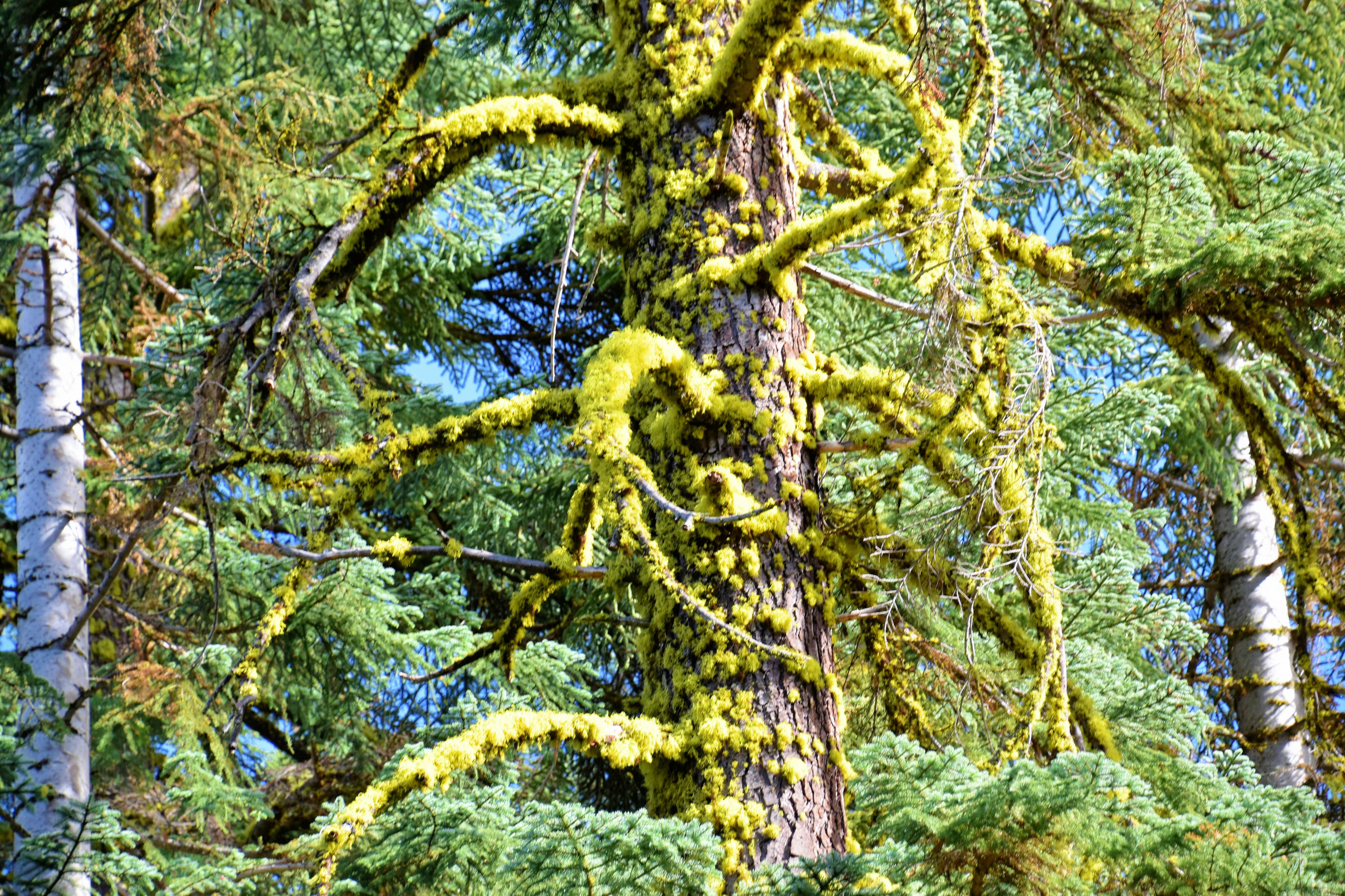 A group of trees with green leaves photo – Free Mount shasta Image on ...