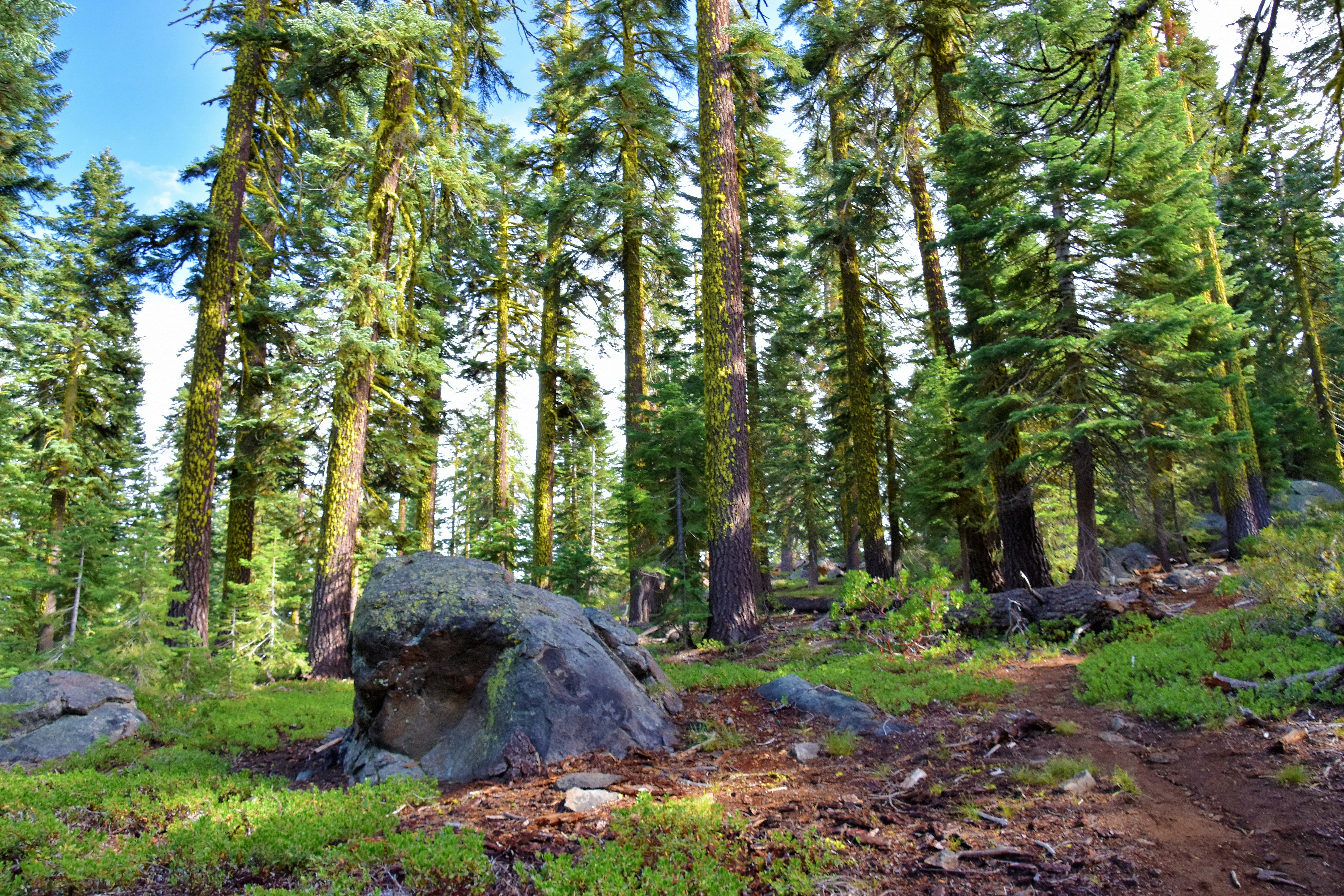 Una gran roca en un bosque foto – Imagen de Monte Shasta gratuita en ...