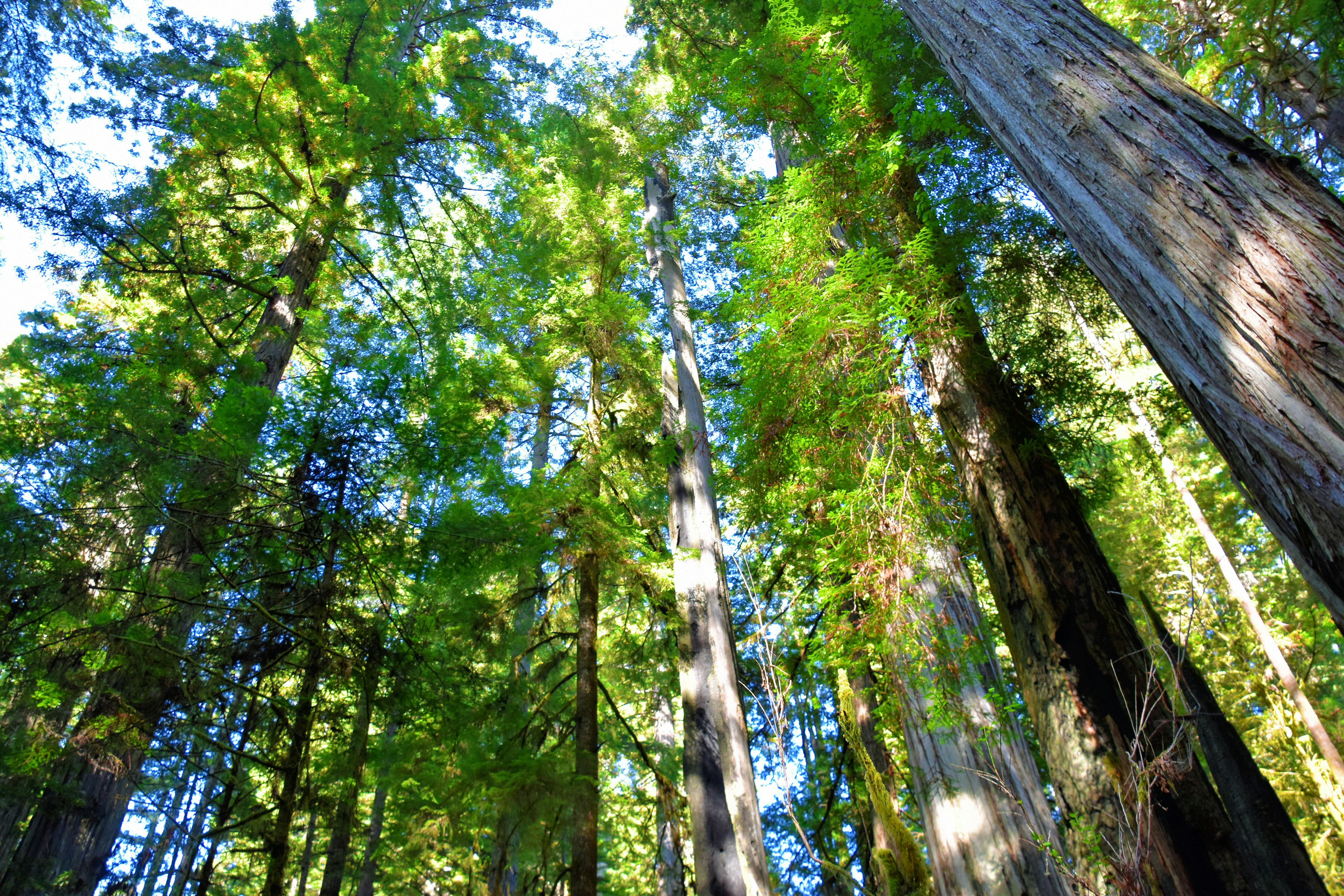 A group of trees photo – Free Jedediah smith redwoods state park Image ...