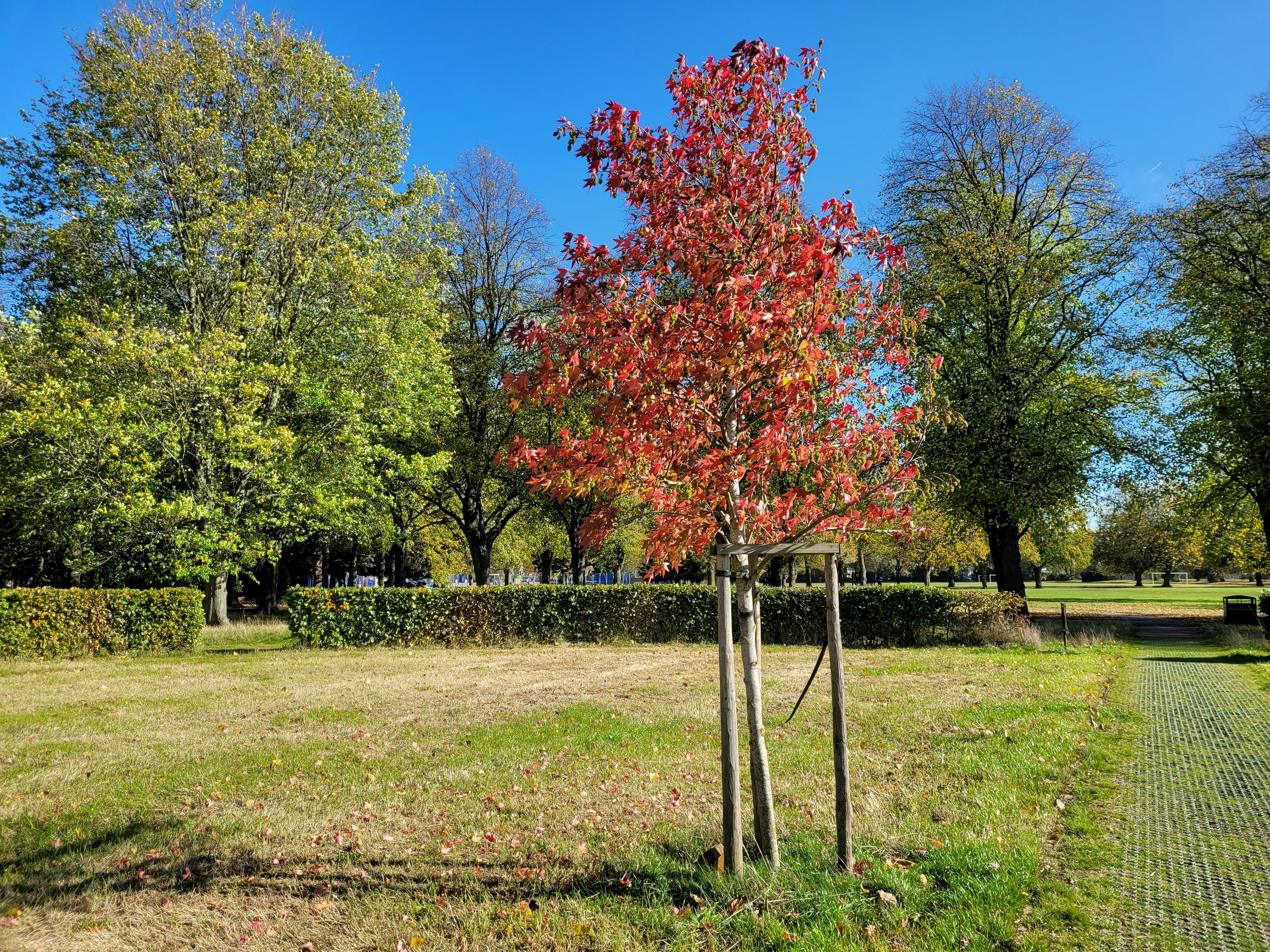 A tree in a field photo – Free Doncaster Image on Unsplash