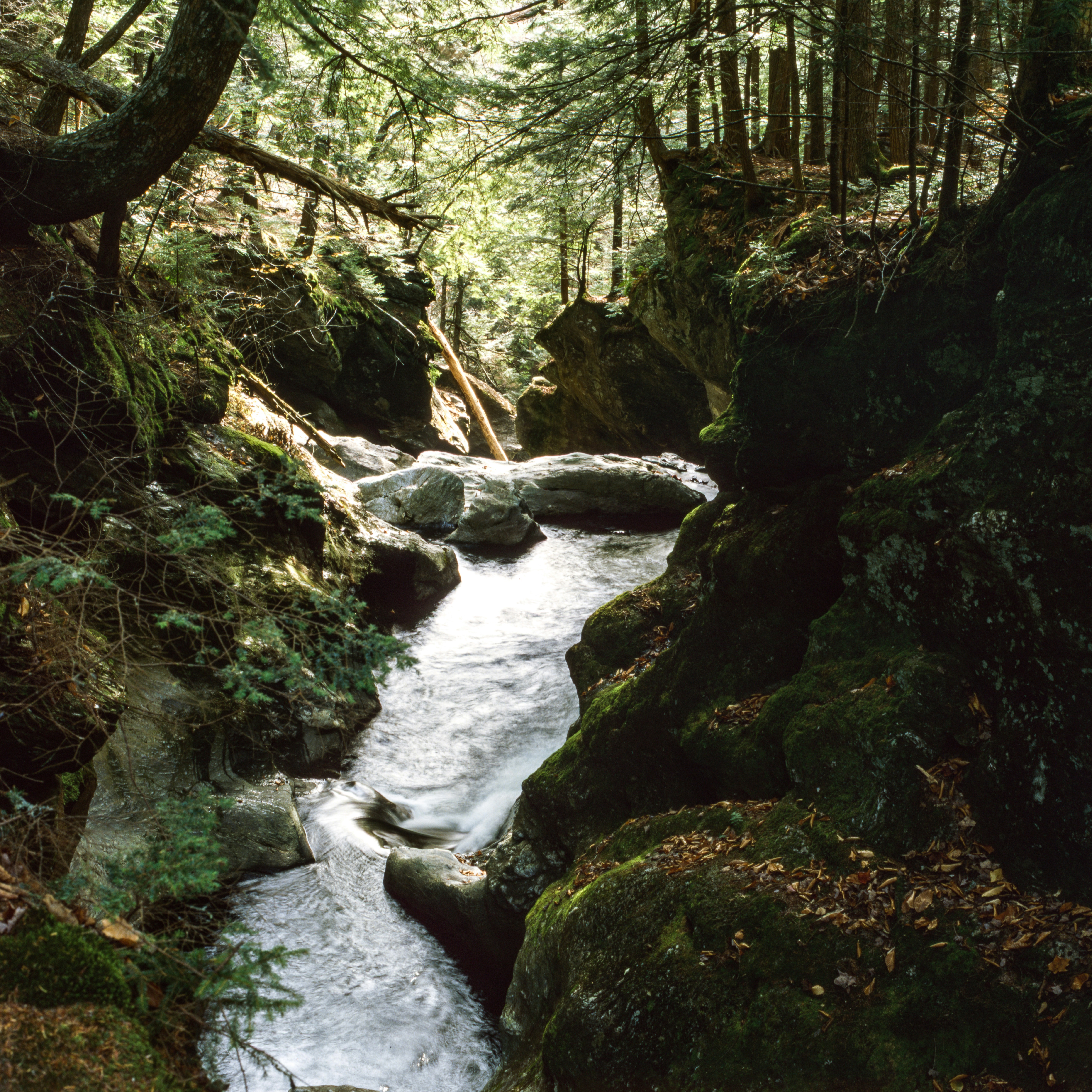 Gentle stream winding through a dense forest, showcasing moss-covered rocks and dappled sunlight filtering through the trees.