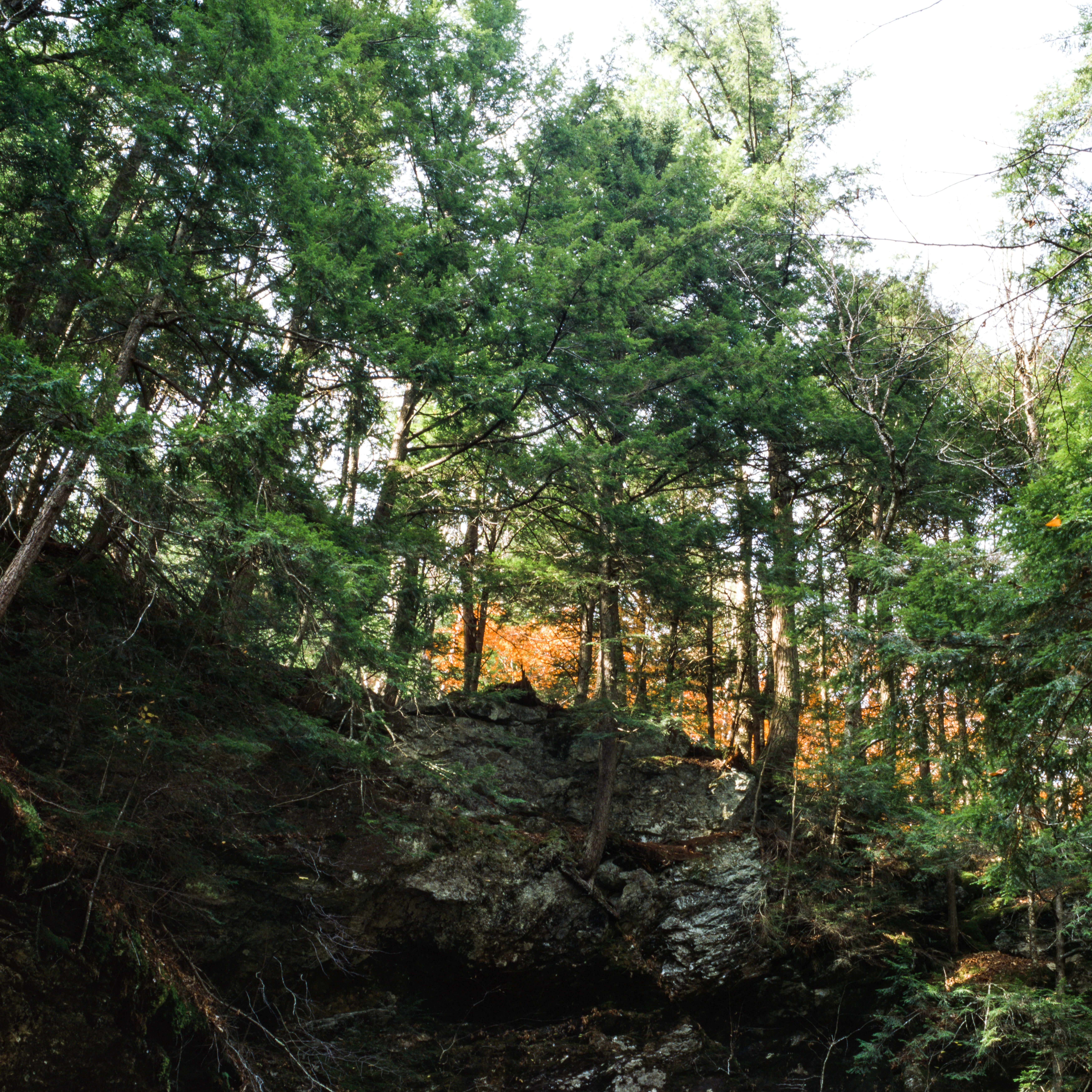 Evergreen trees frame a rugged rock outcrop as a warm orange glow peeks through the canopy. The scene highlights the forest's quiet drama and texture.