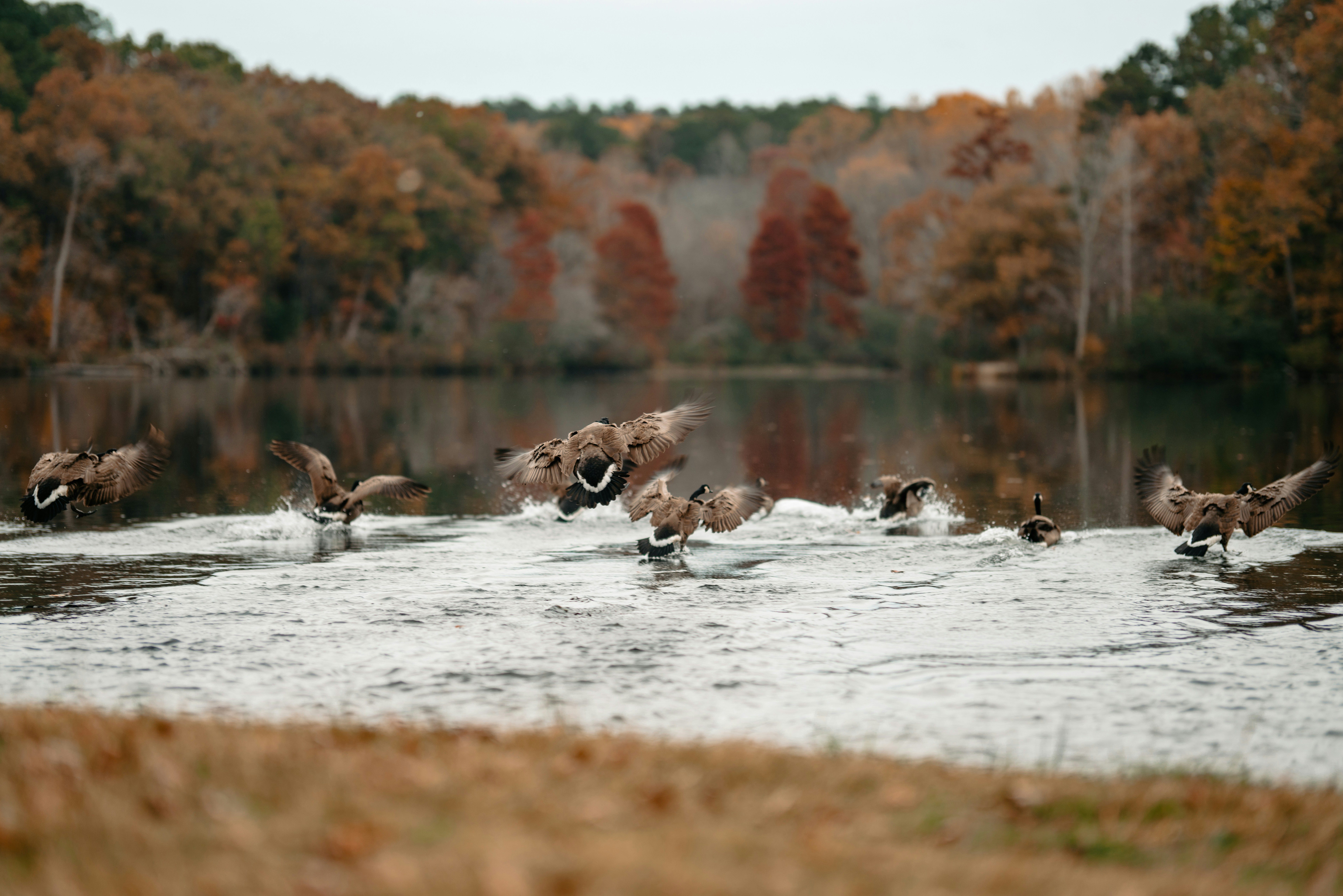 Autumn Flight Over a Glassy Lake: Geese Break the Quiet Surface