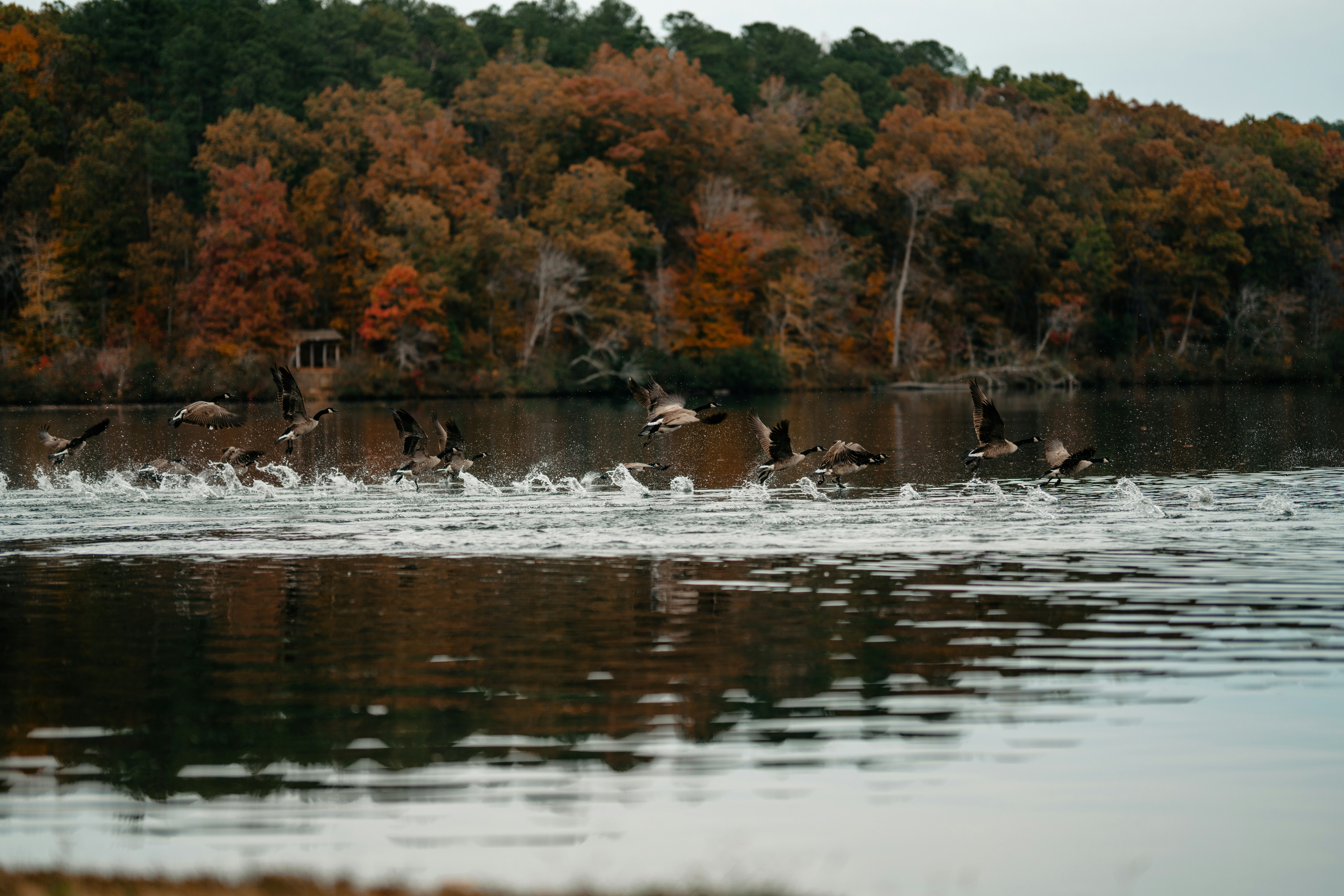 A group of birds fly over a body of water photo – Free Land Image on ...