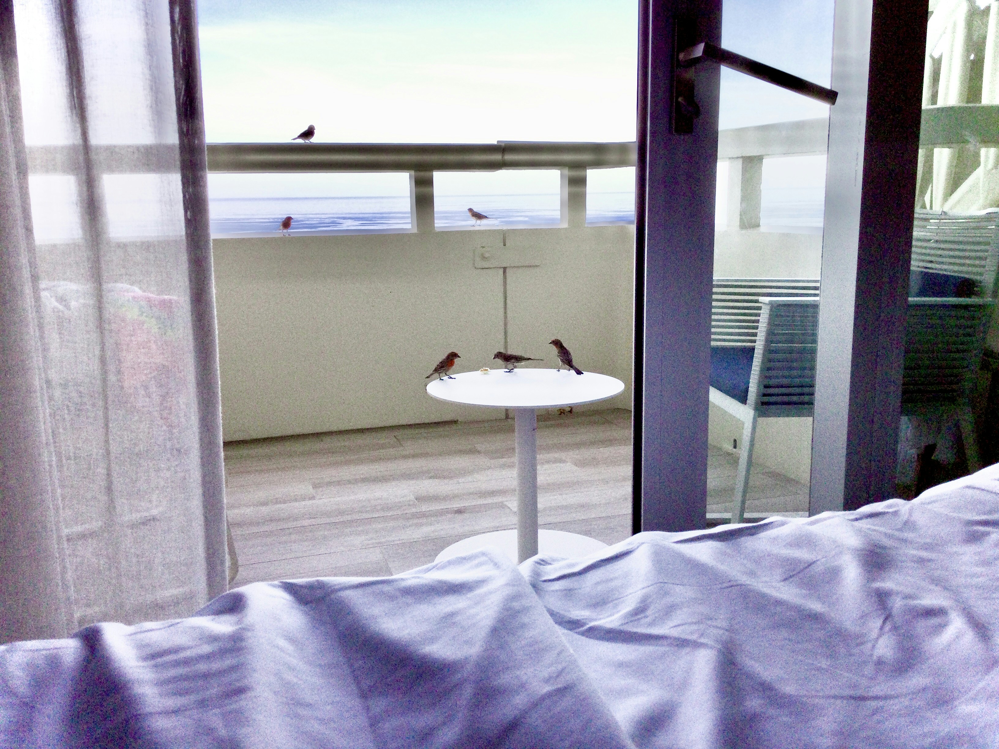 A serene balcony scene featuring small birds gathered around a table with a view of the ocean. Sunlight filters through sheer curtains, creating a peaceful atmosphere.