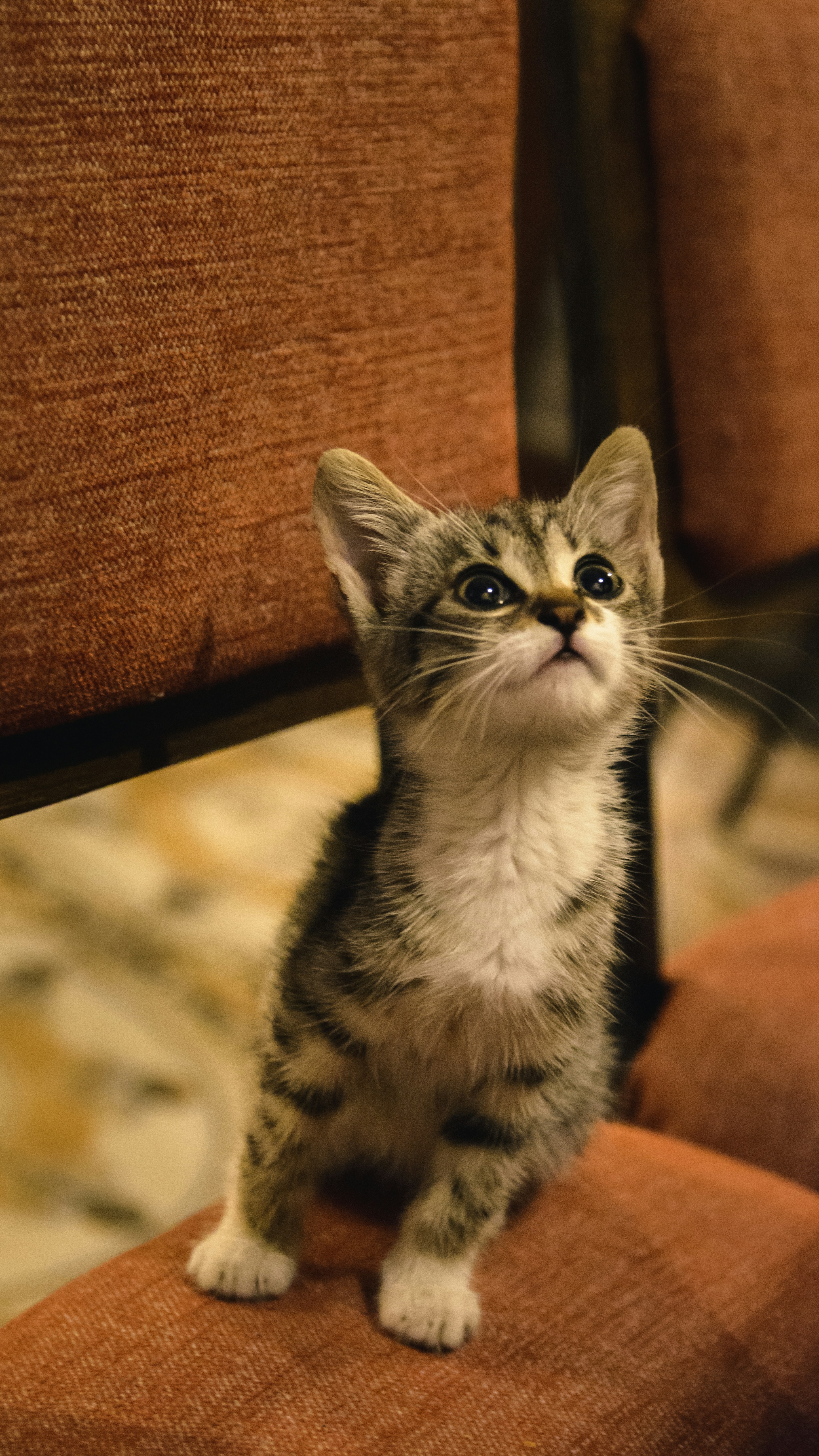 Curious Kitten Between Velvet Cushions