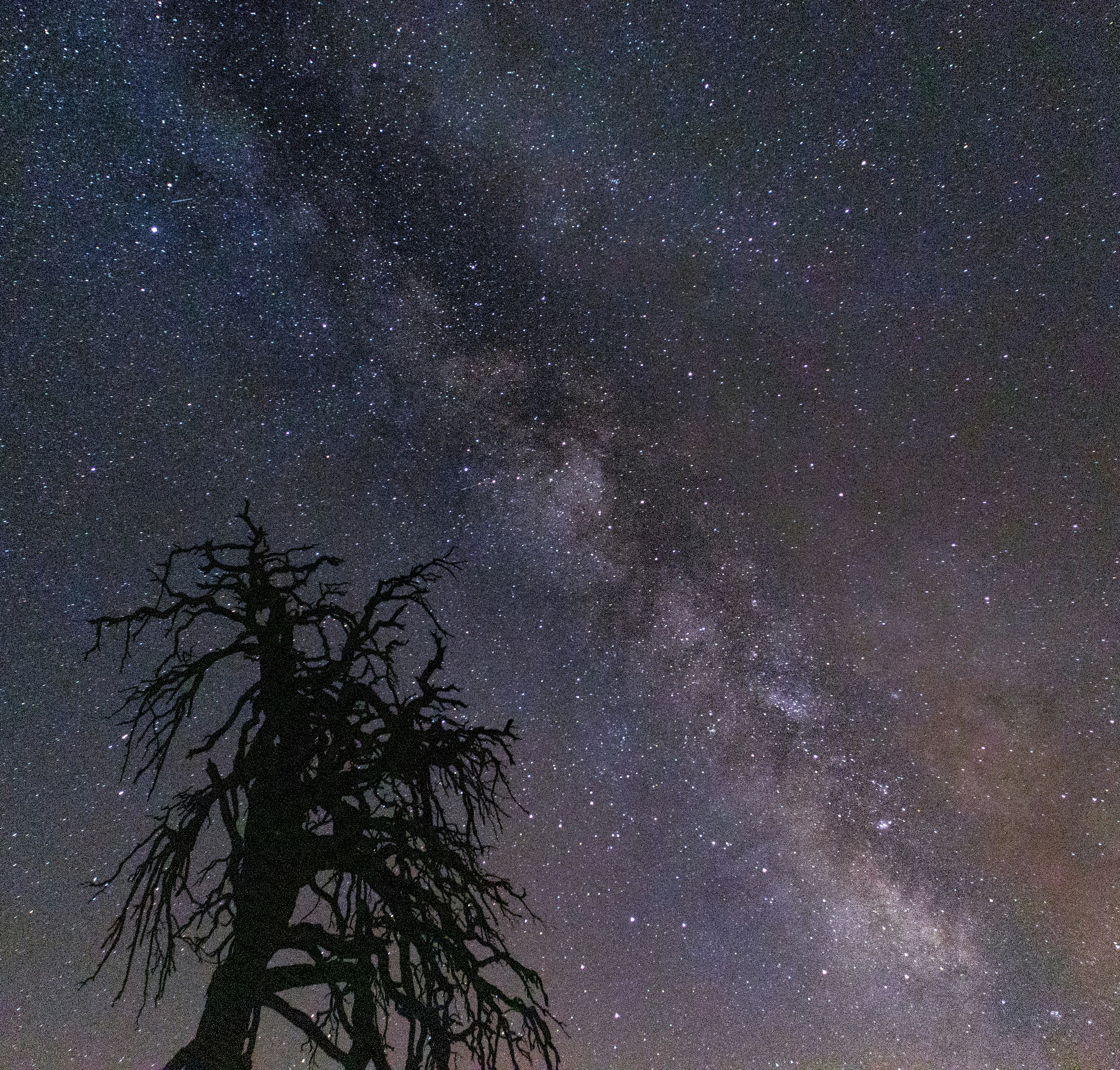 Milky Way Ribbon Over a Gnarled Night Tree