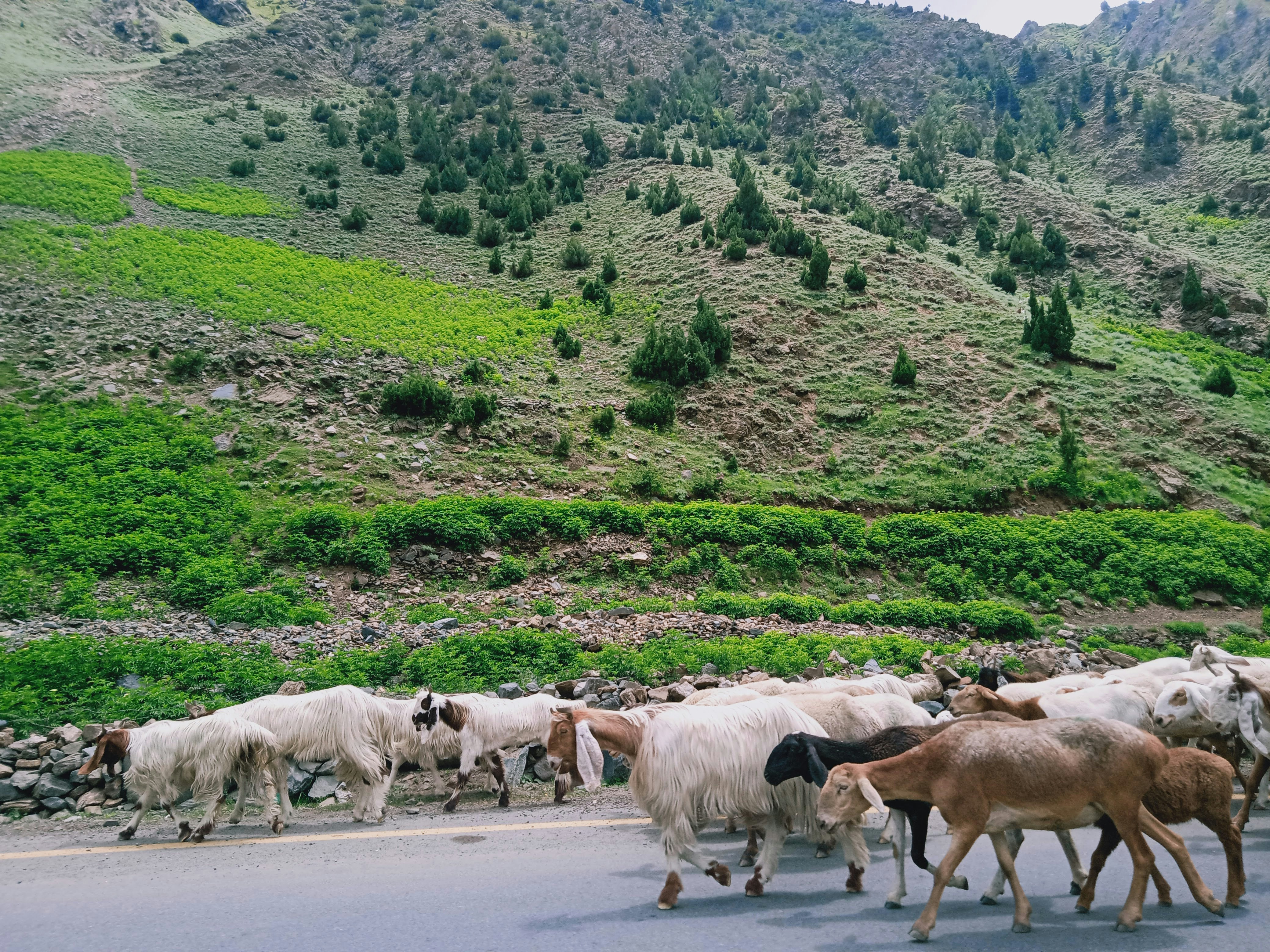 Herd Crossing the Alpine Road Beneath Terraced Hills