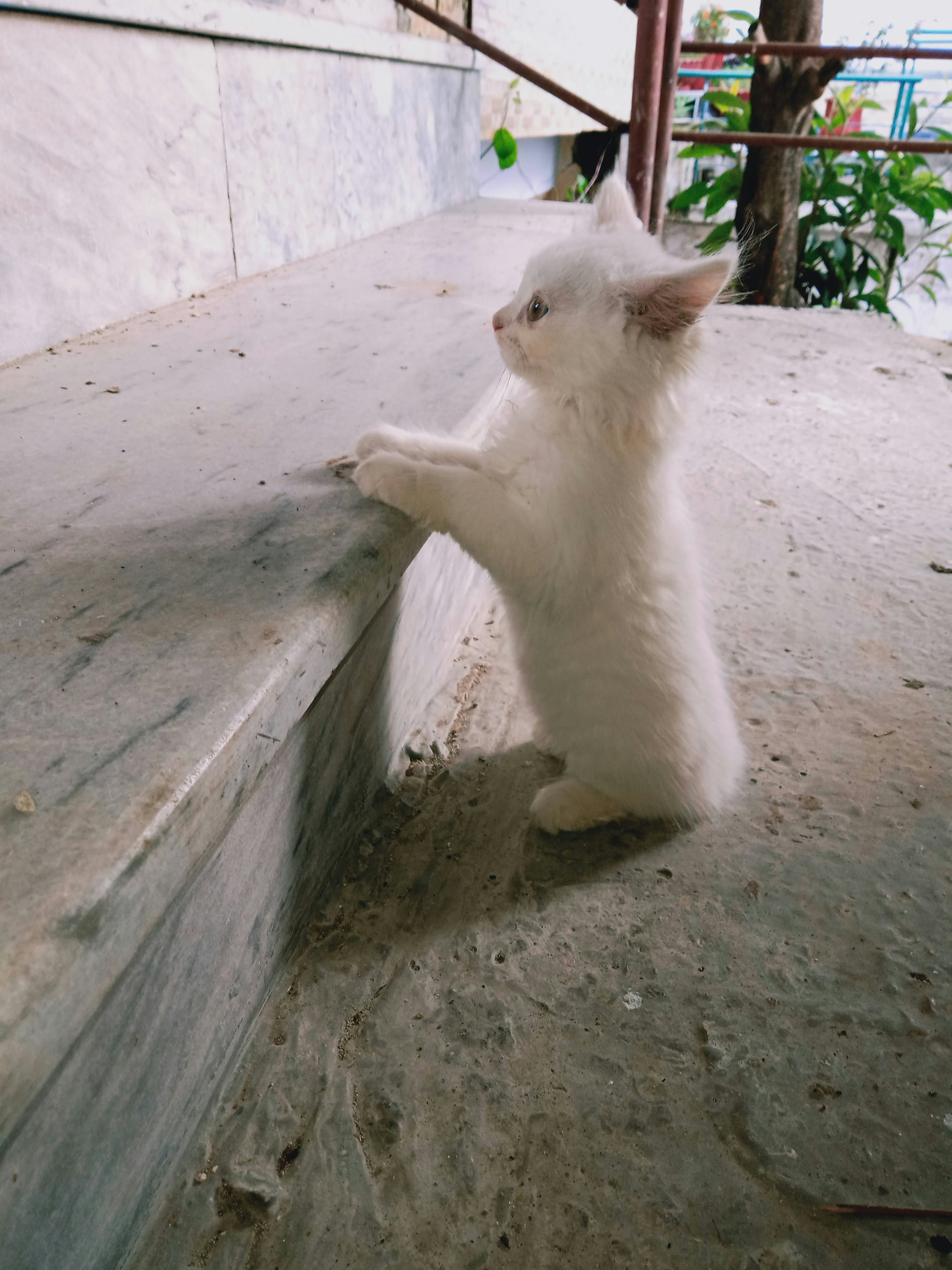 Sample photo from Realme C2