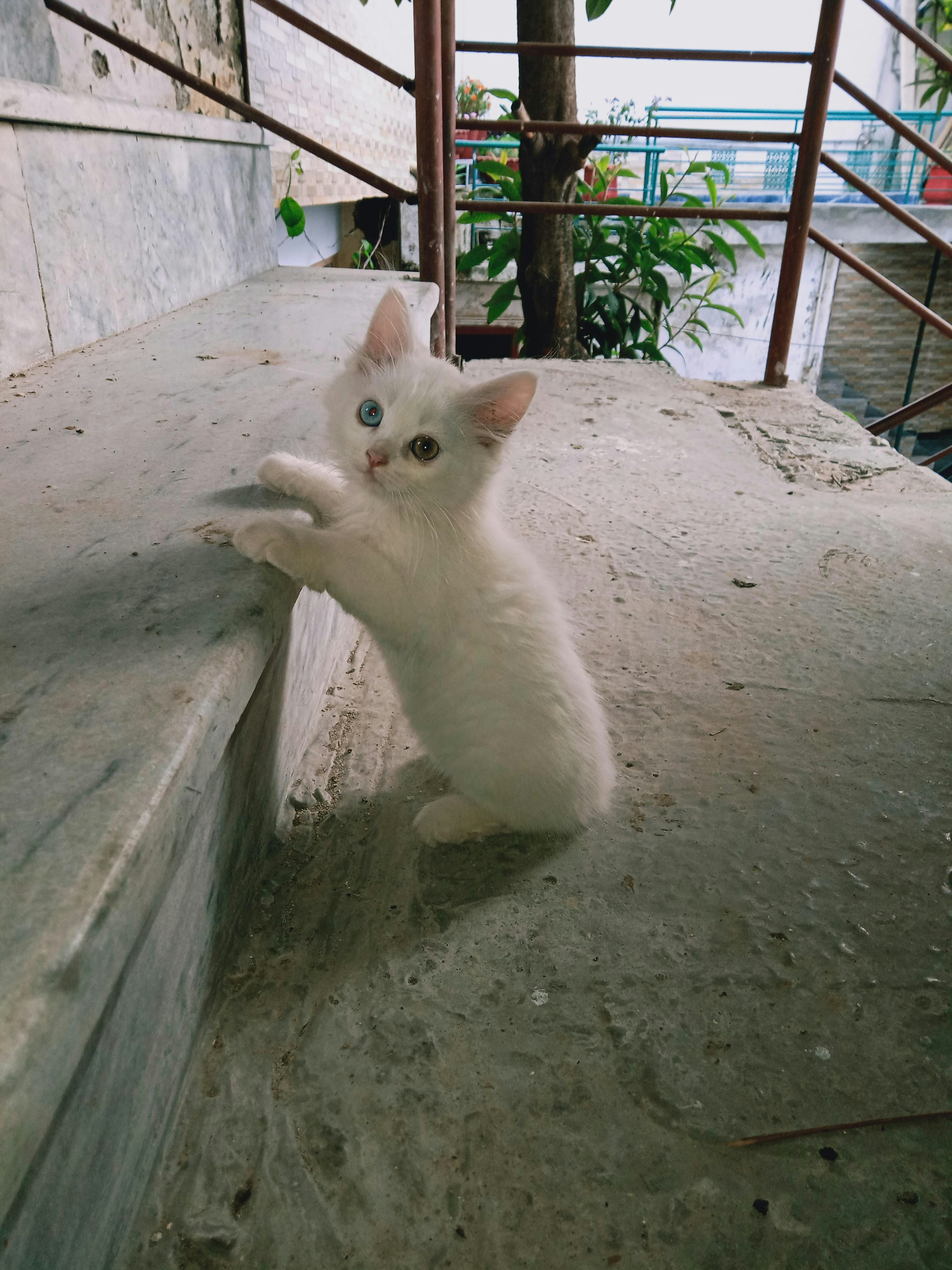 Sample photo from Realme C2