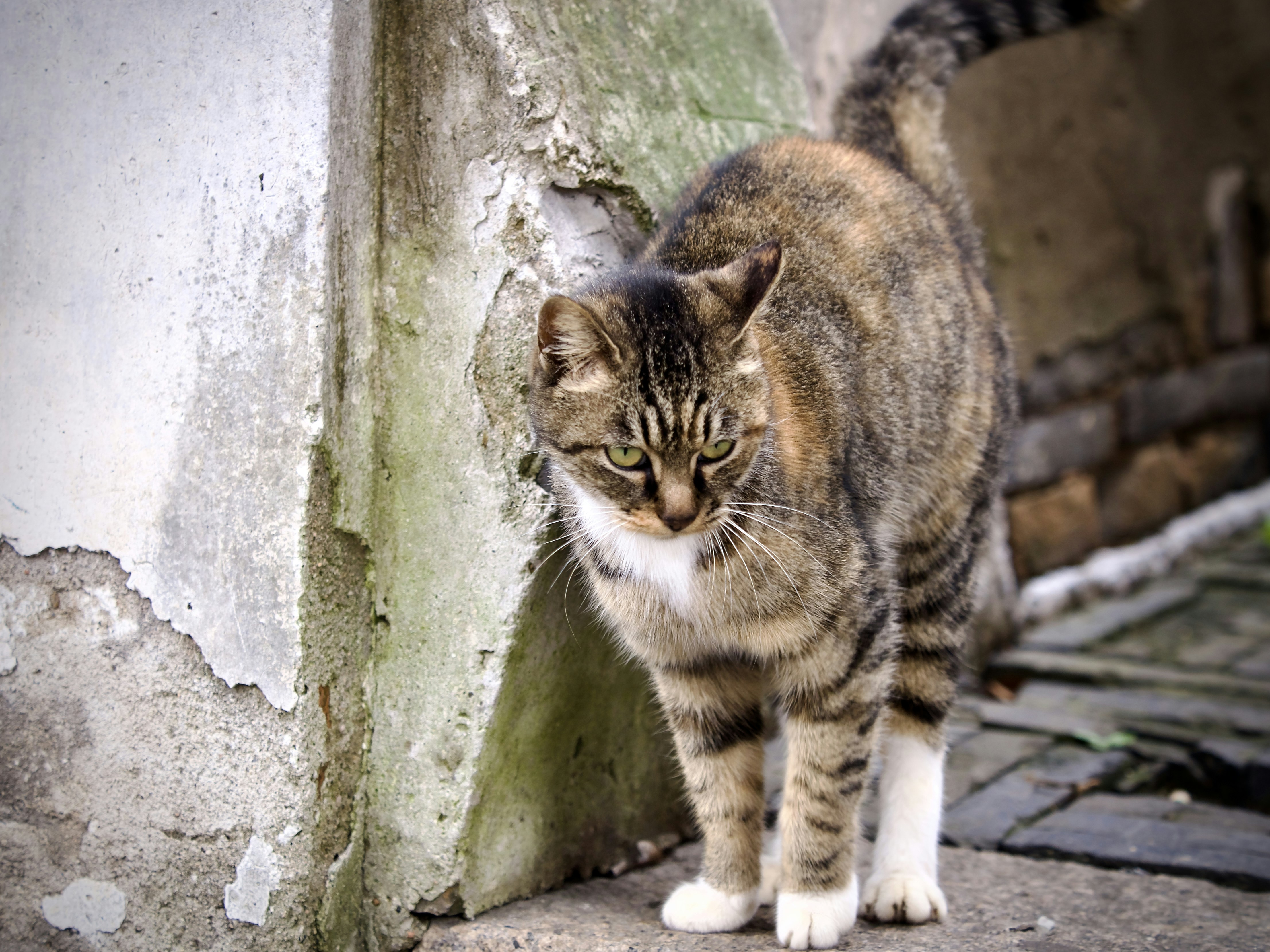 Un gato parado junto a una pared foto – Imagen de Animal gratuita en ...