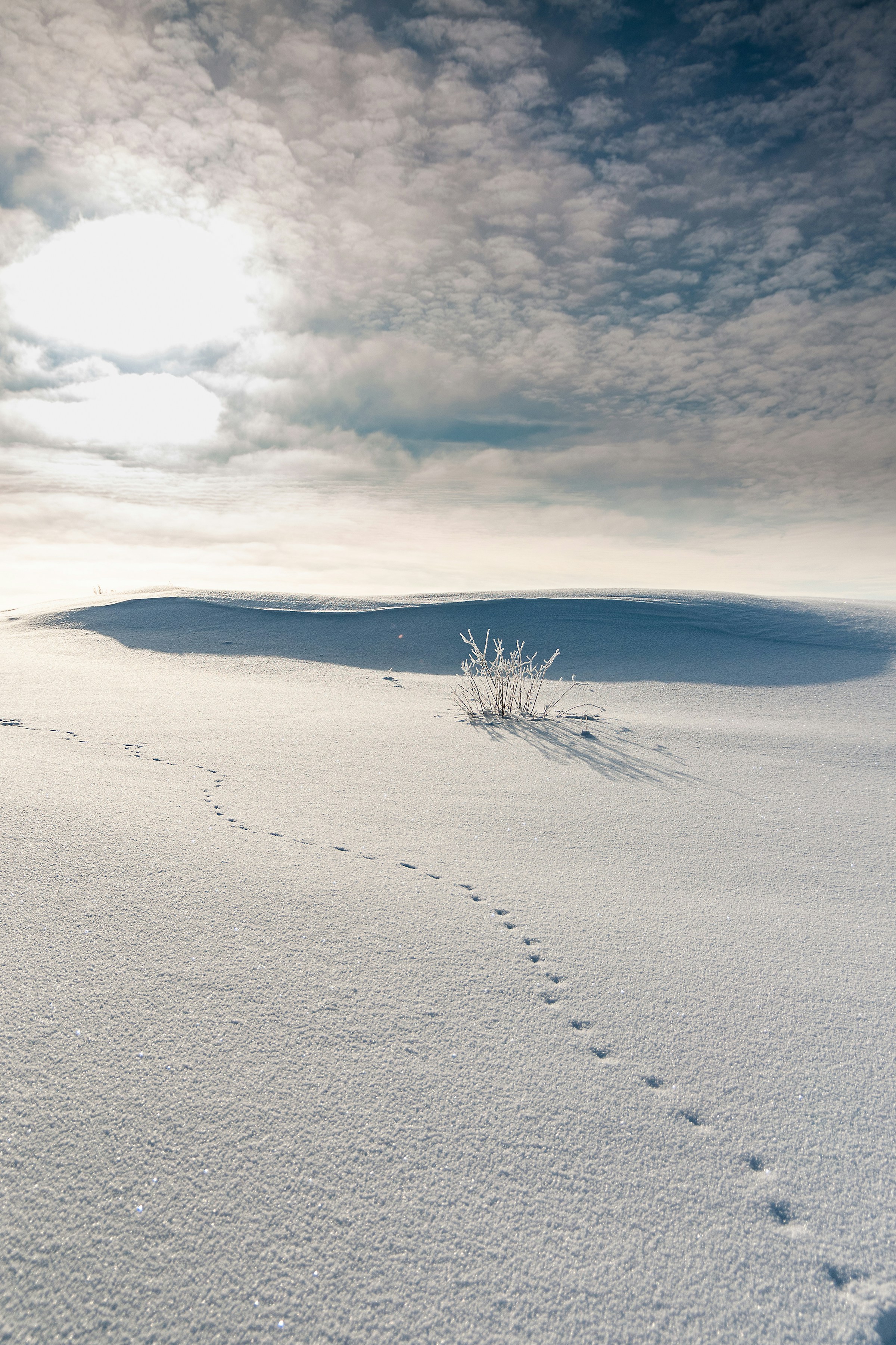 Footprints Toward a Frosted Shrub Beneath a Pale Winter Sky