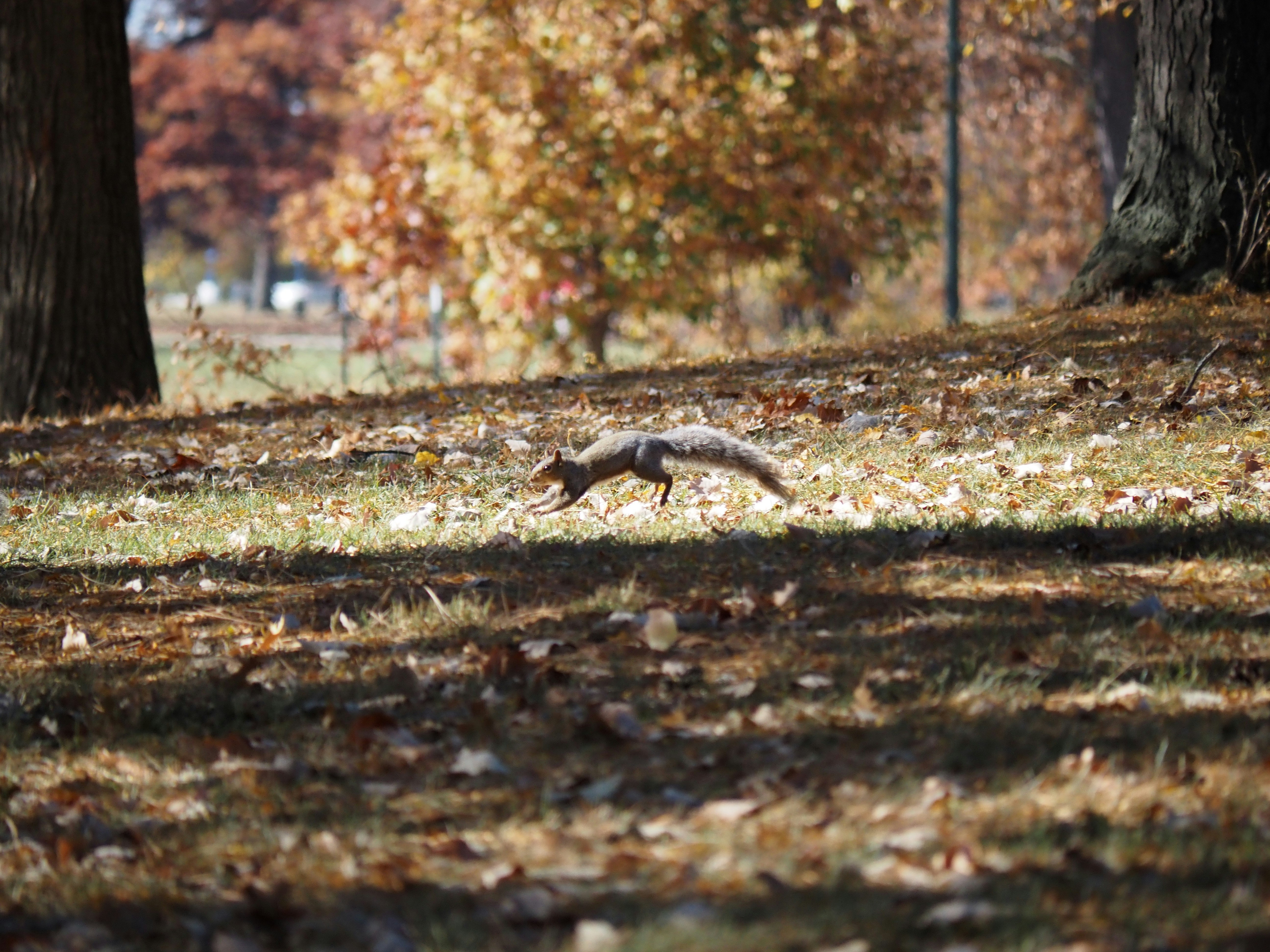 Autumn Sprint: a gray squirrel threads through sunlit leaf litter