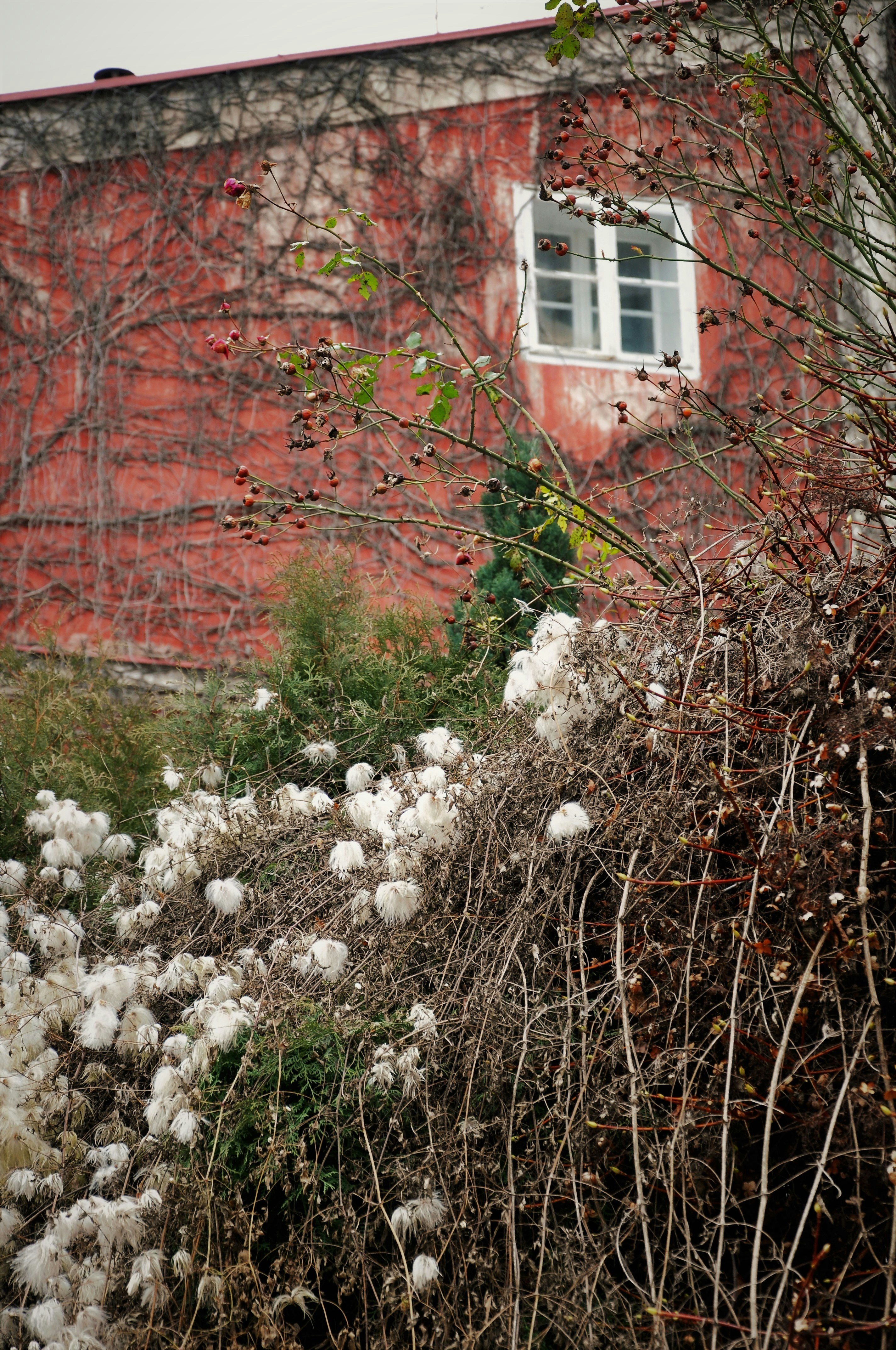 A bush with white flowers in front of a brick building photo – Free ...