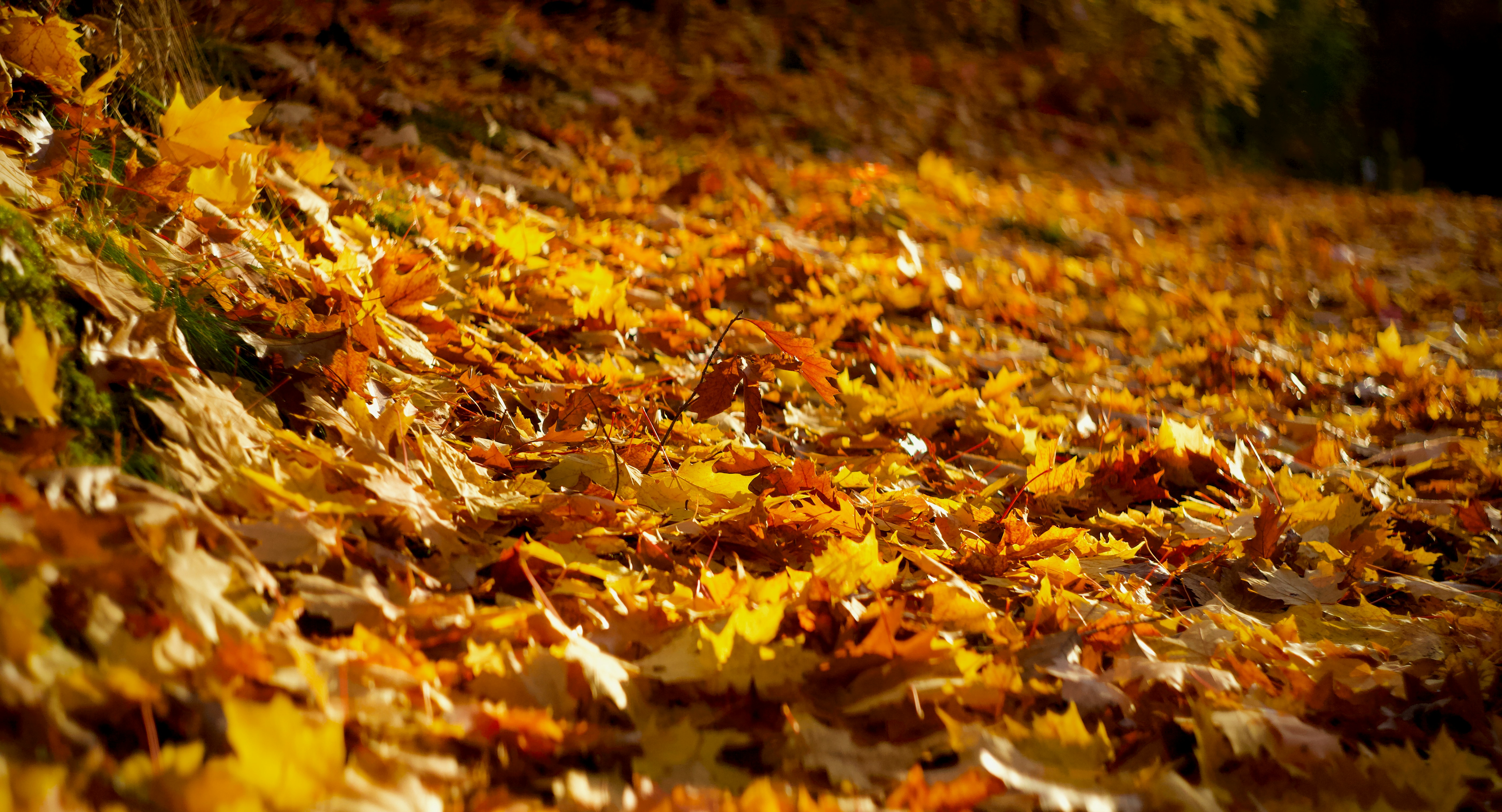Amber Carpet: Sunlit Autumn Leaves Weave a Warm Ground Texture