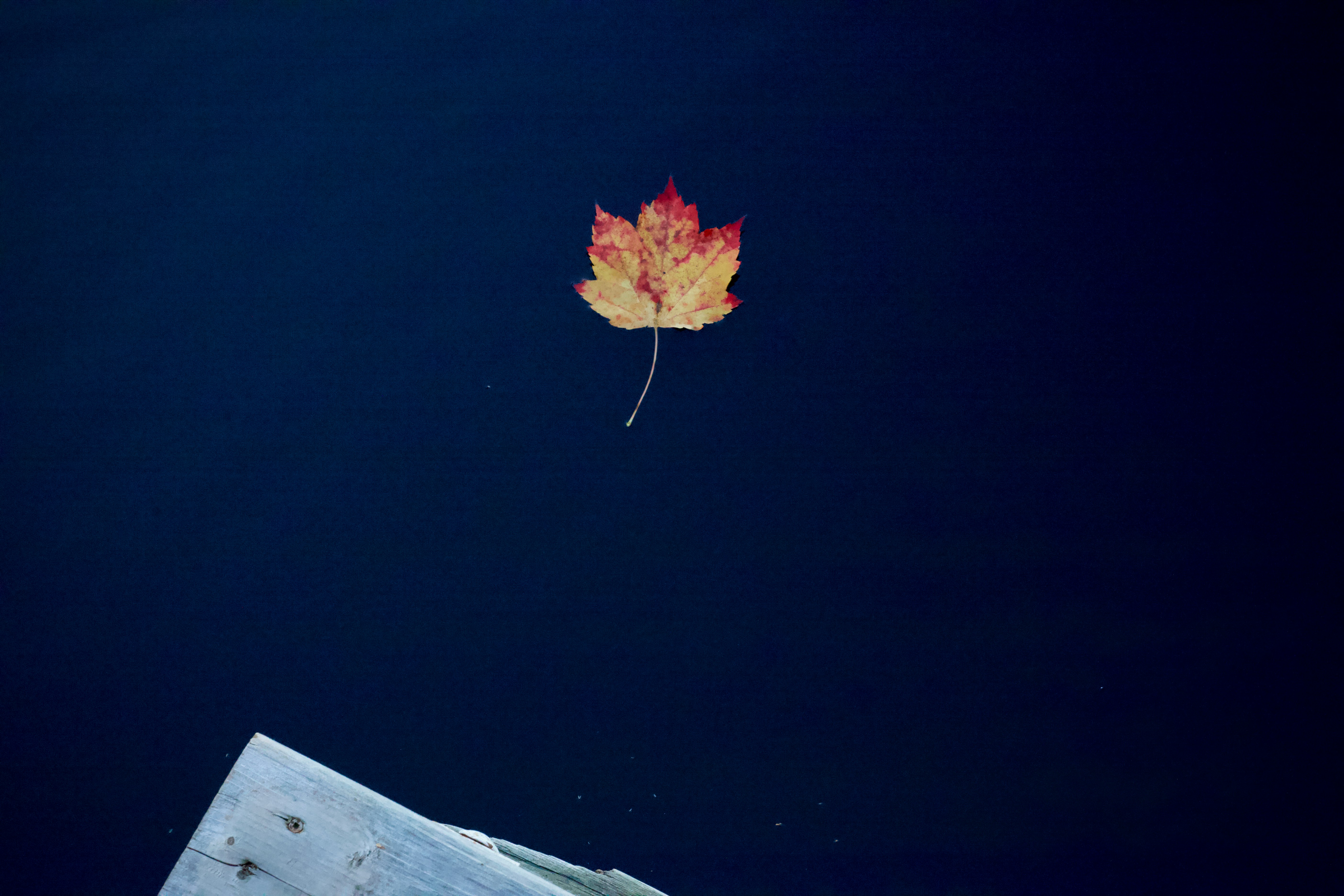Crimson Maple Leaf Drifts Across a Quiet Rooftop Night