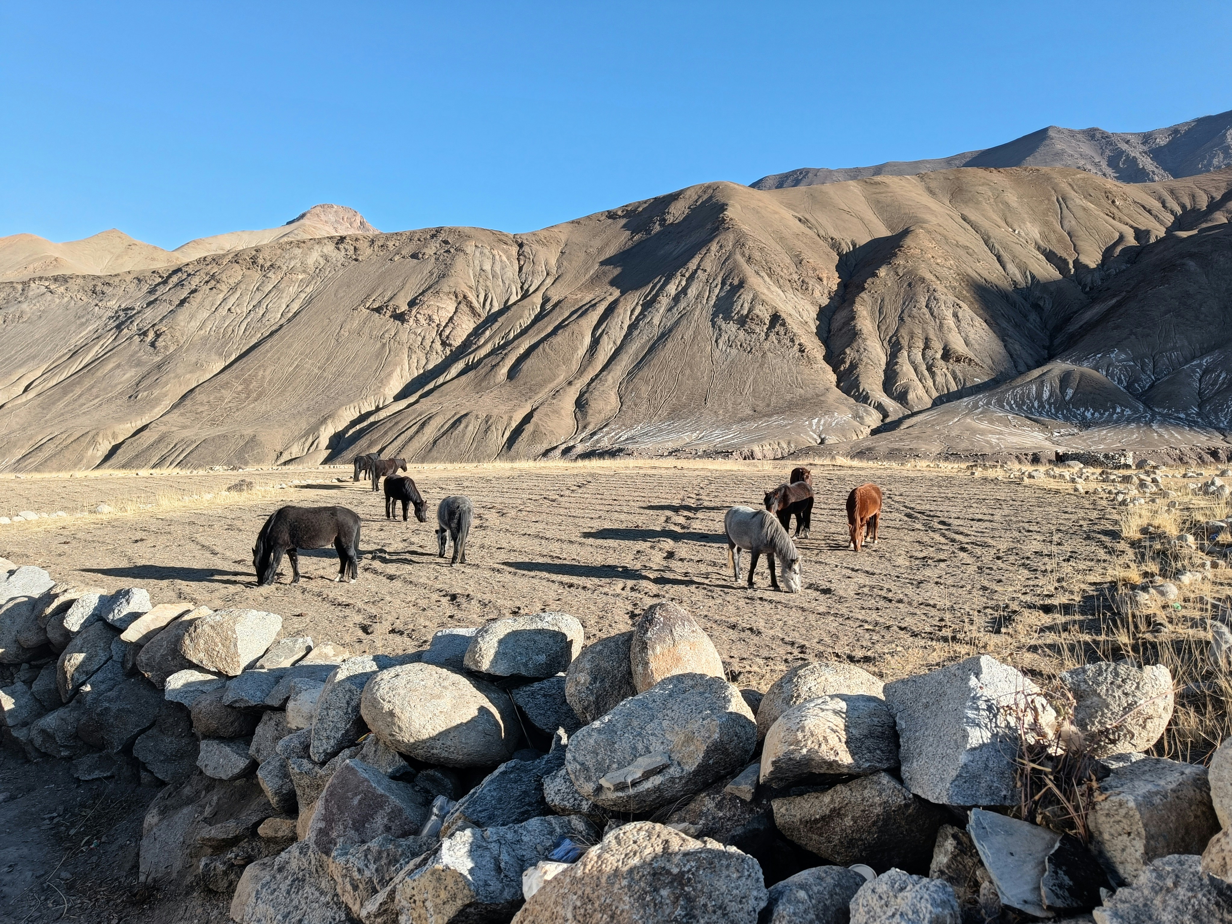 A group of animals stand in a rocky area photo – Free Ground Image on ...