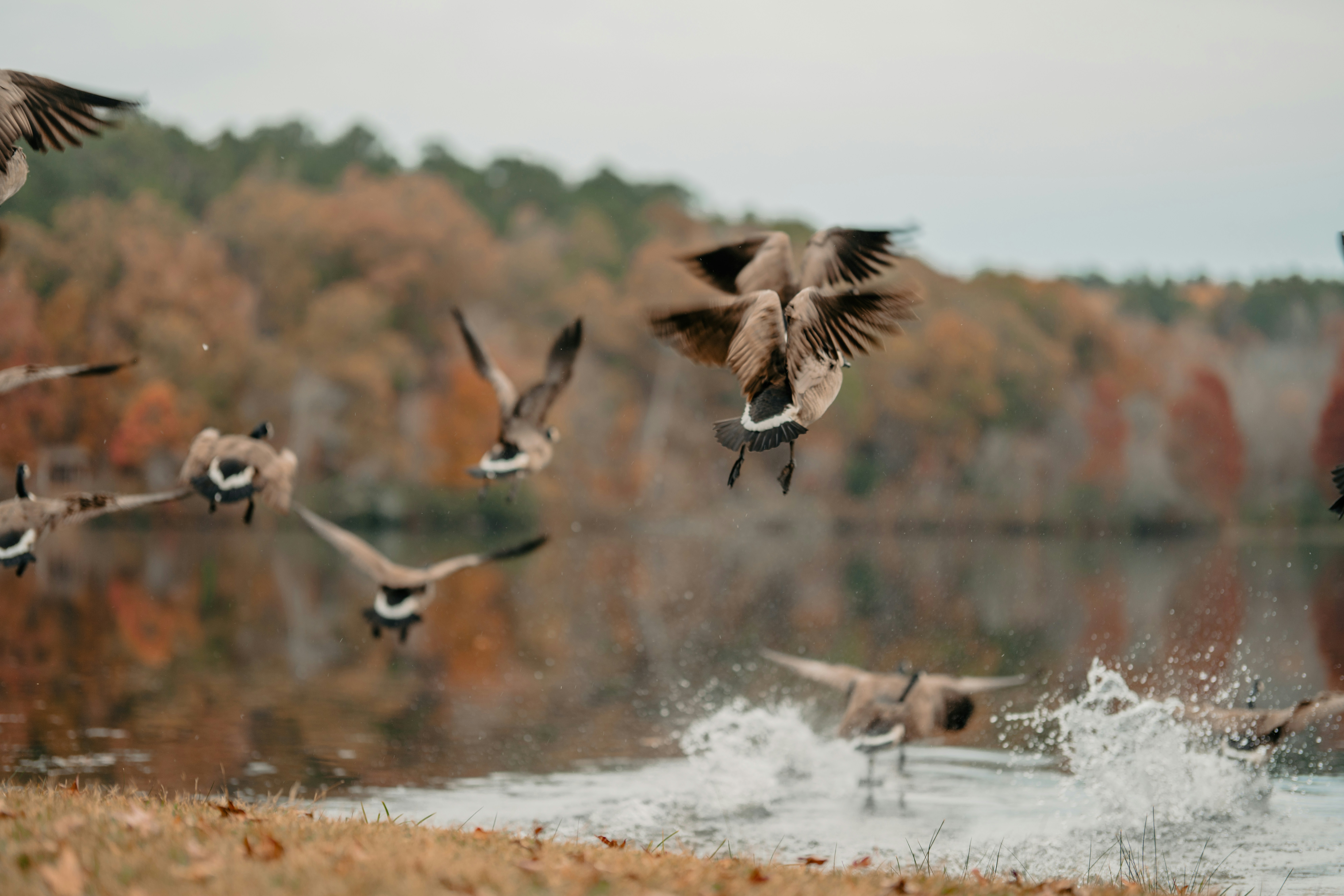Birds flying over water photo – Free Animal Image on Unsplash