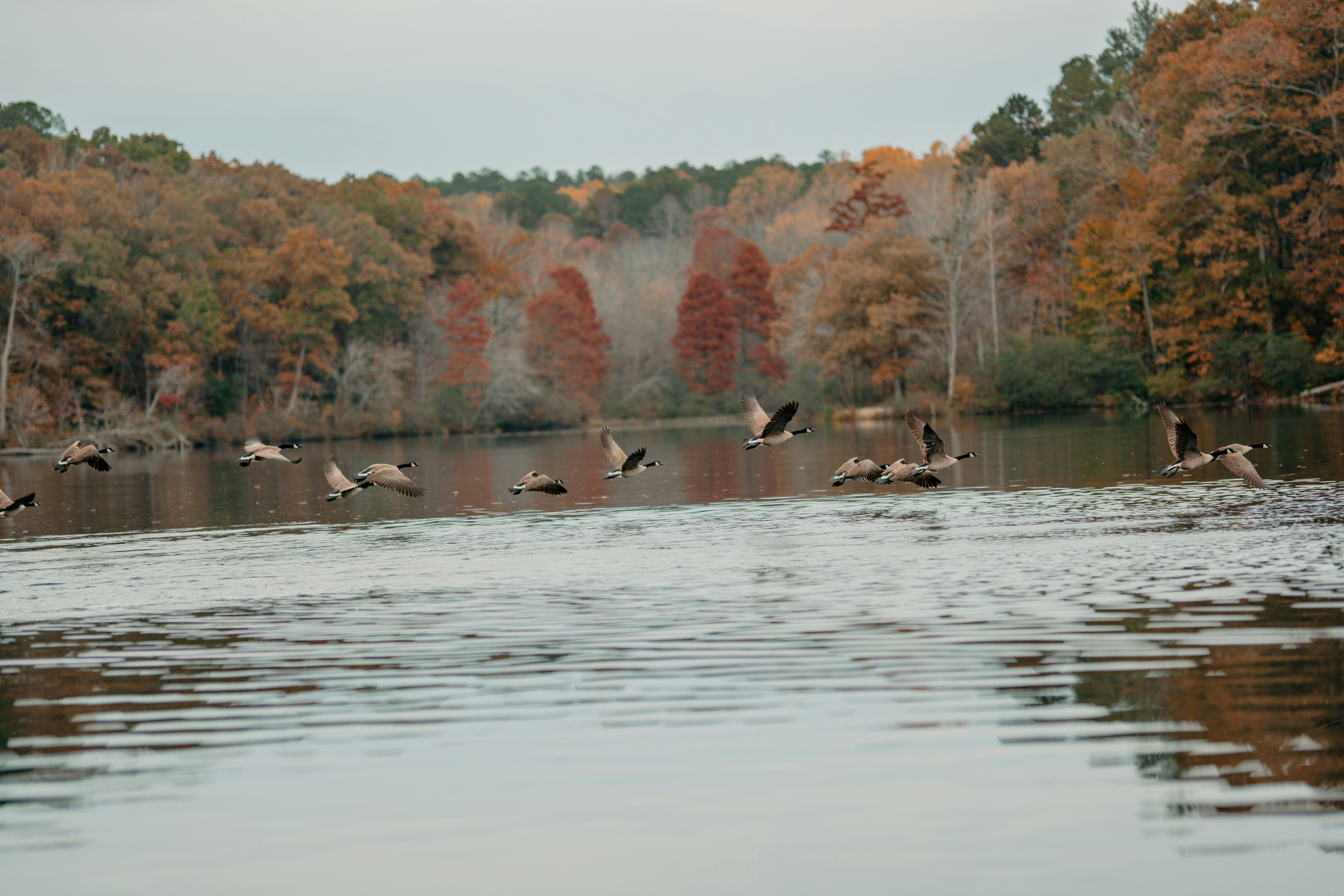 Un groupe d’oiseaux survolant un lac photo – Photo En plein air ...