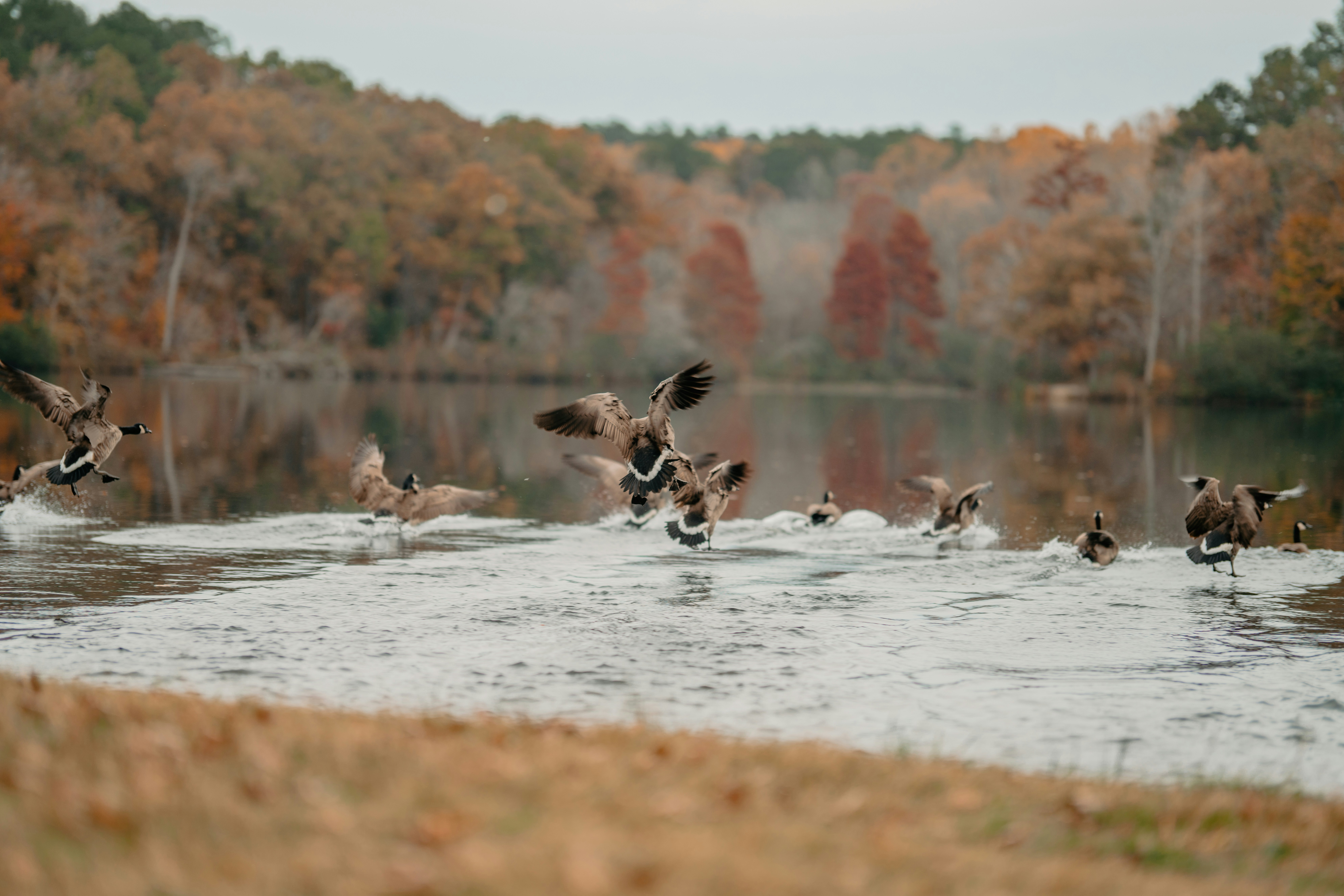 Autumn Flock: Ducks Takeoff Over a Riverside Shimmer