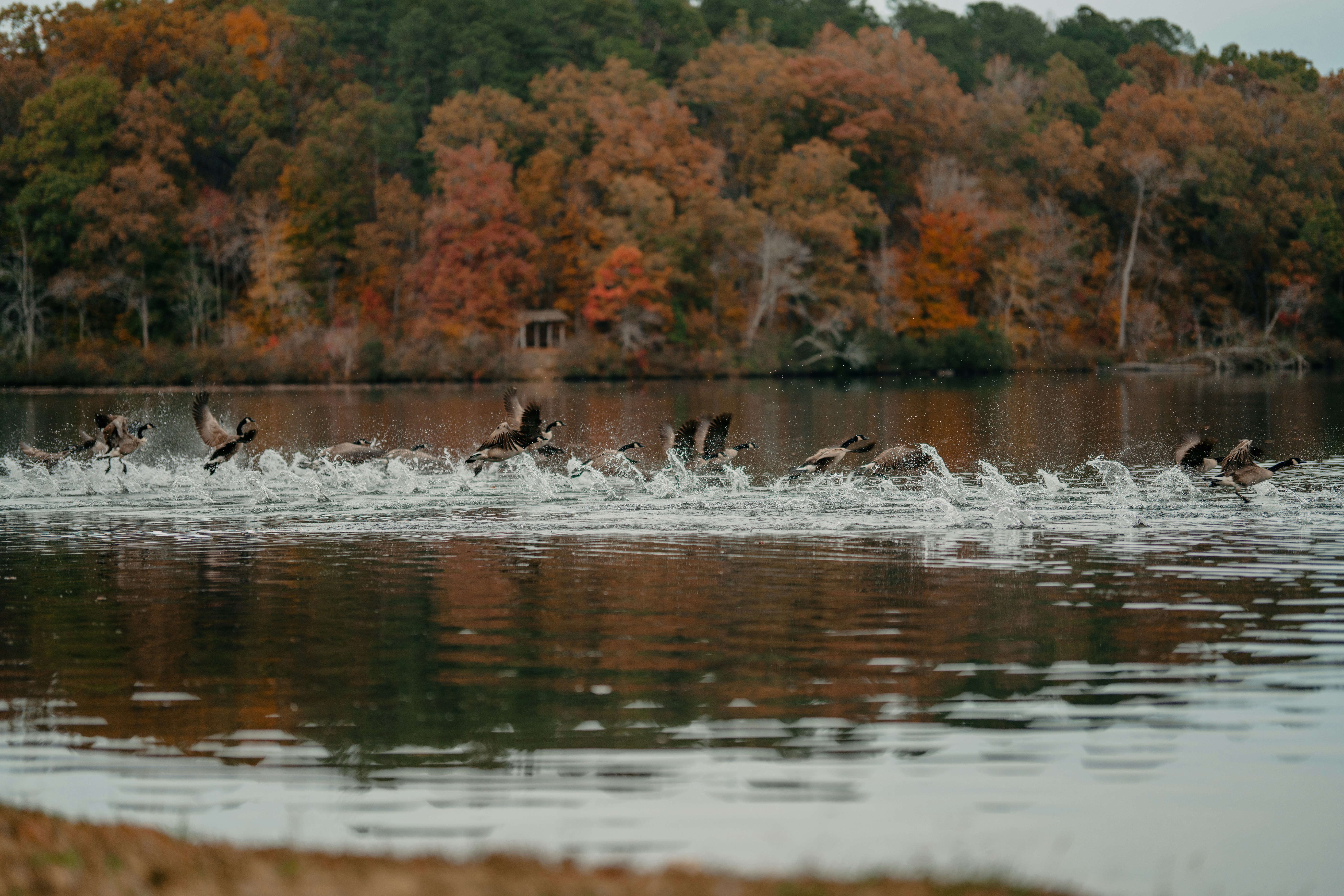 A group of birds fly over a lake photo – Free Land Image on Unsplash