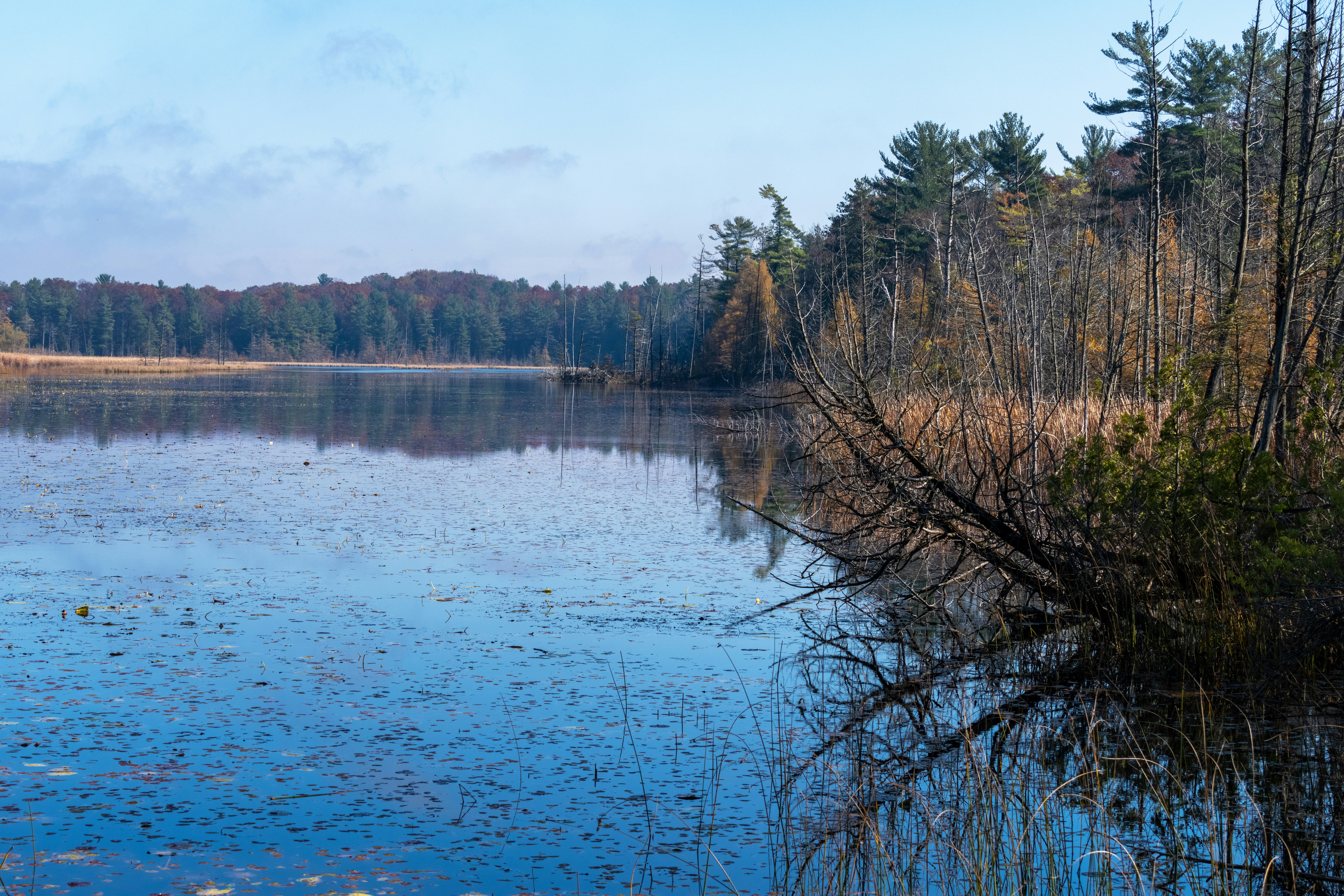A lake surrounded by trees photo – Free Port franks ontario canada ...