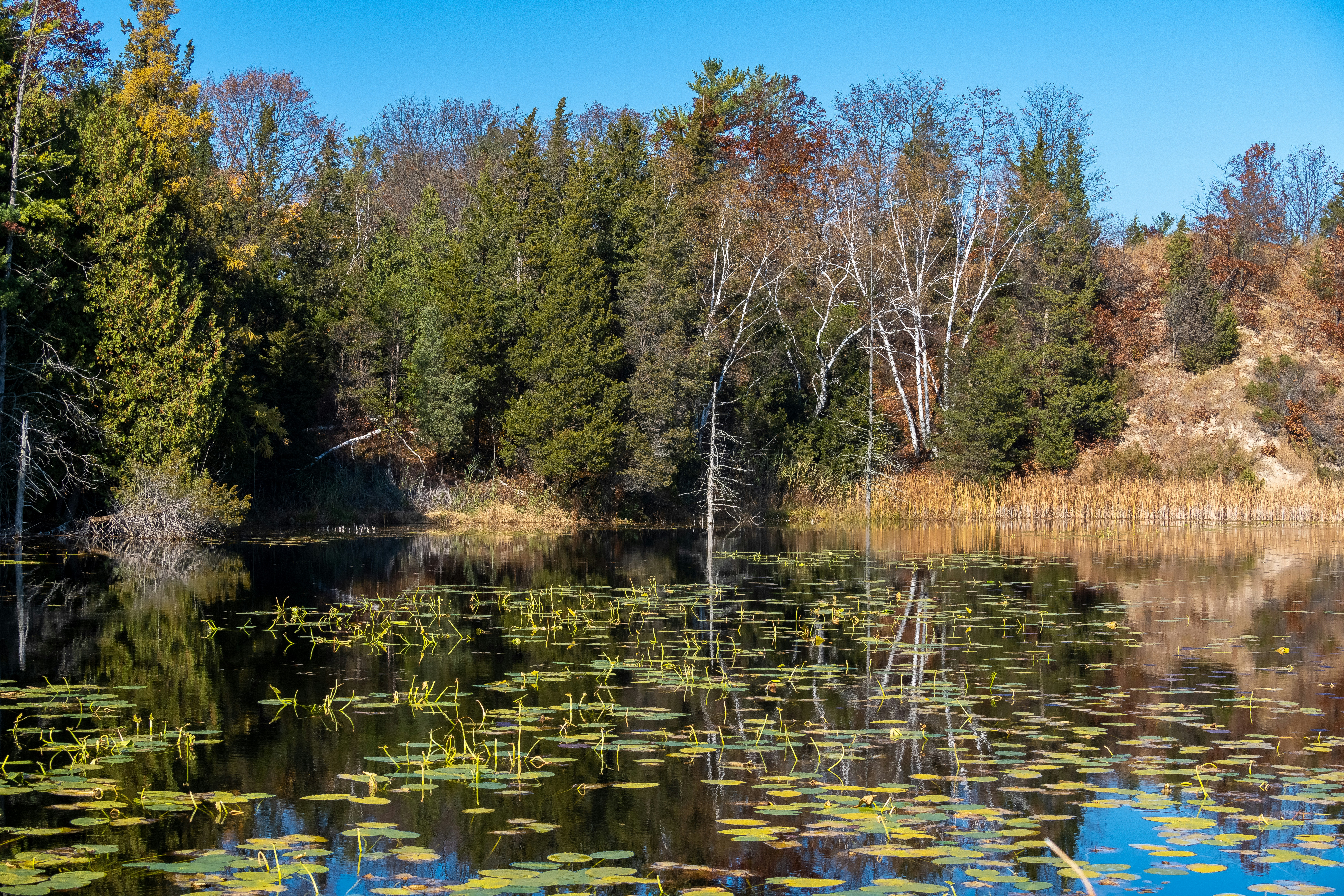 Un étang entouré d’arbres photo – Photo Port Franks (en anglais ...