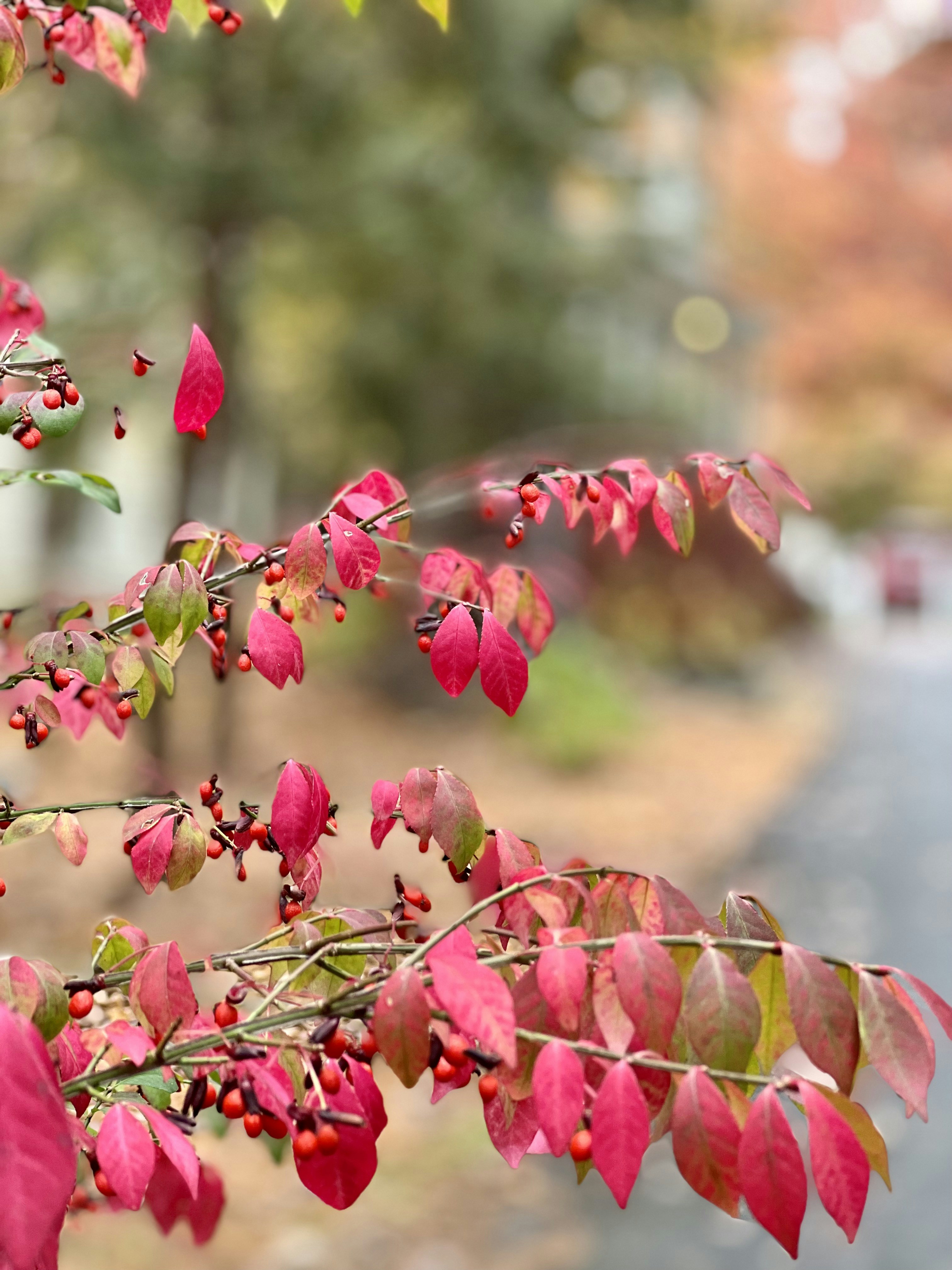 Photo by Stephanie Klepacki with Apple iPhone 13 Pro Max