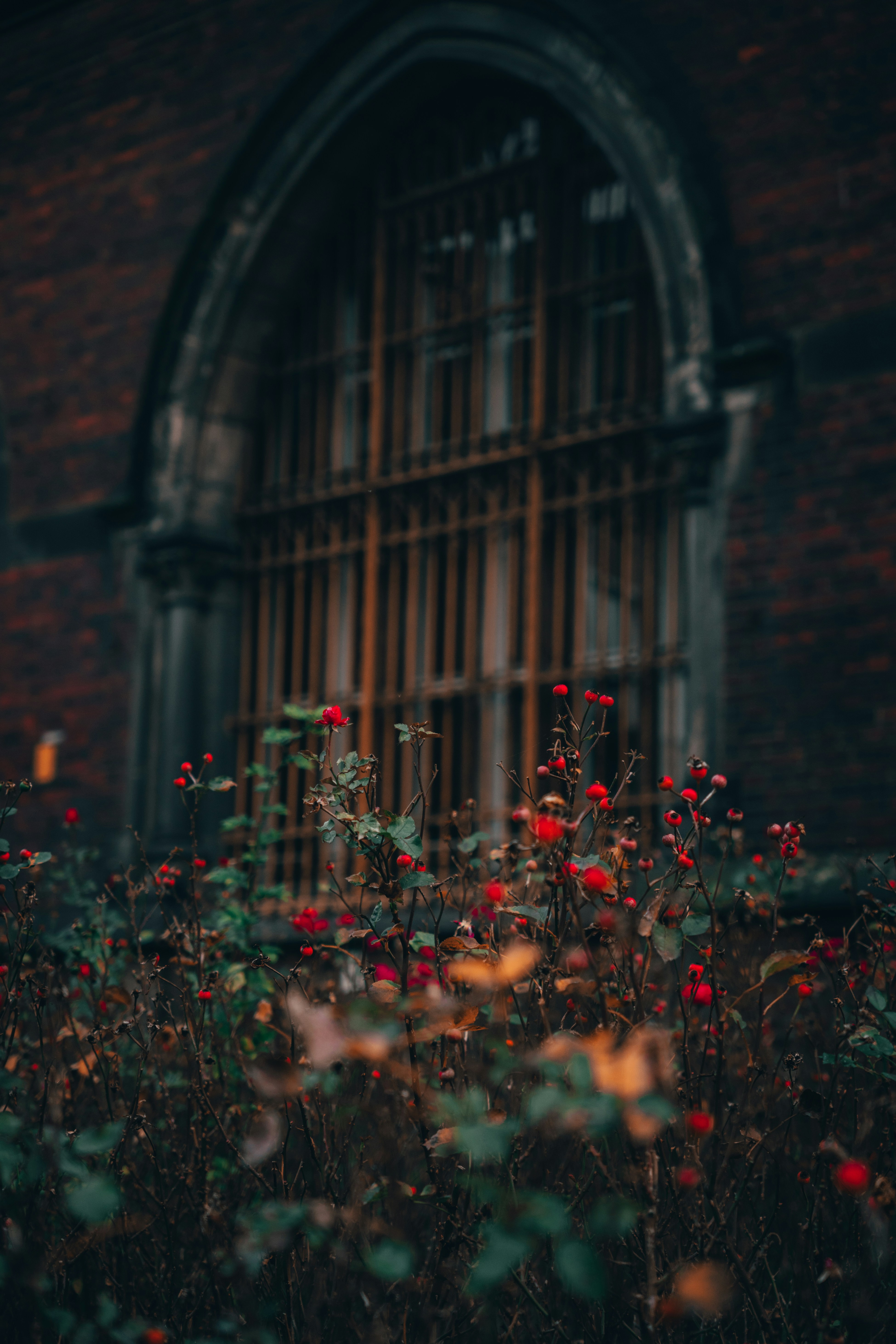 Crimson Vines Framing a Gothic Brick Arch