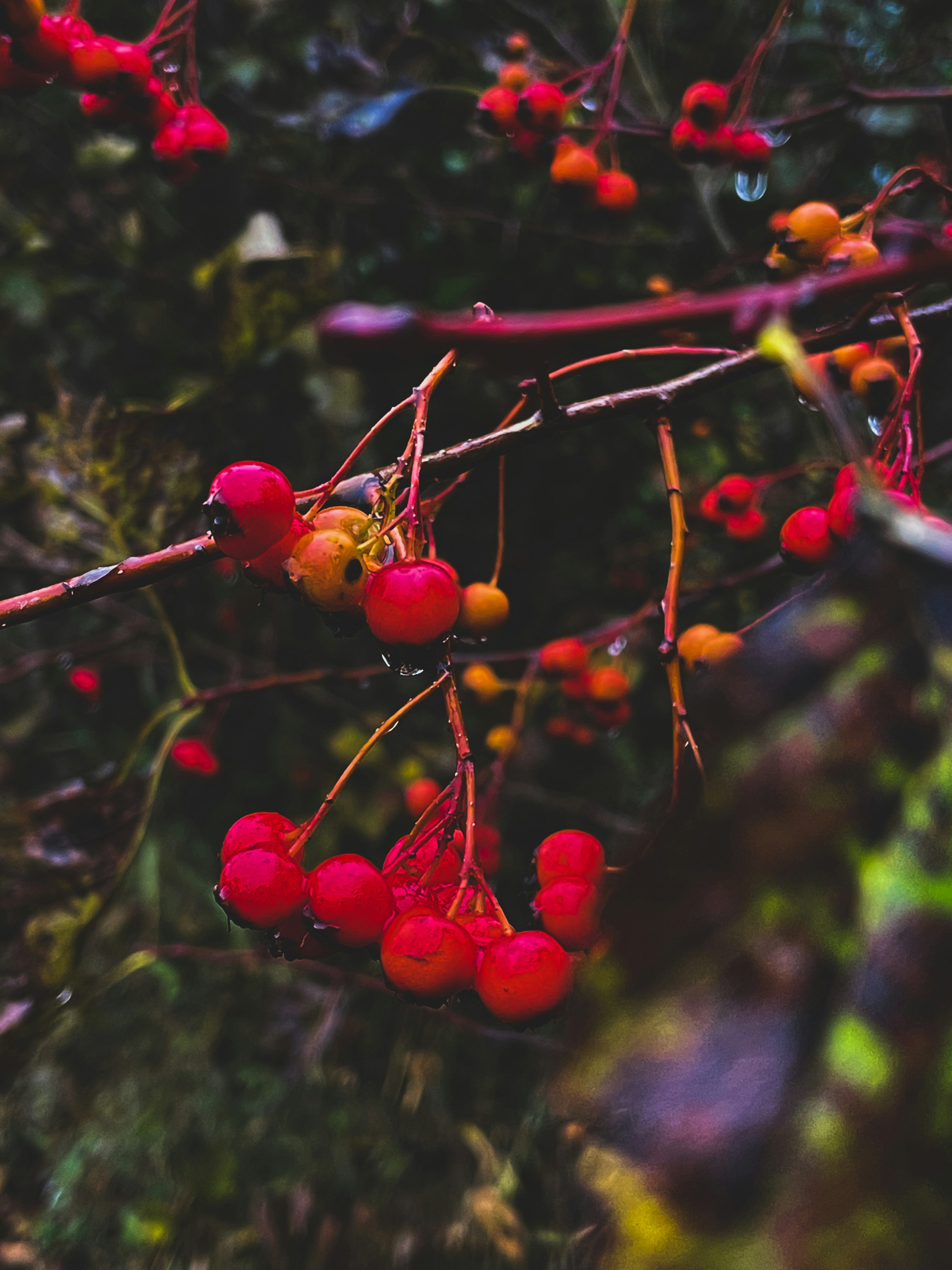 a close up of some berries