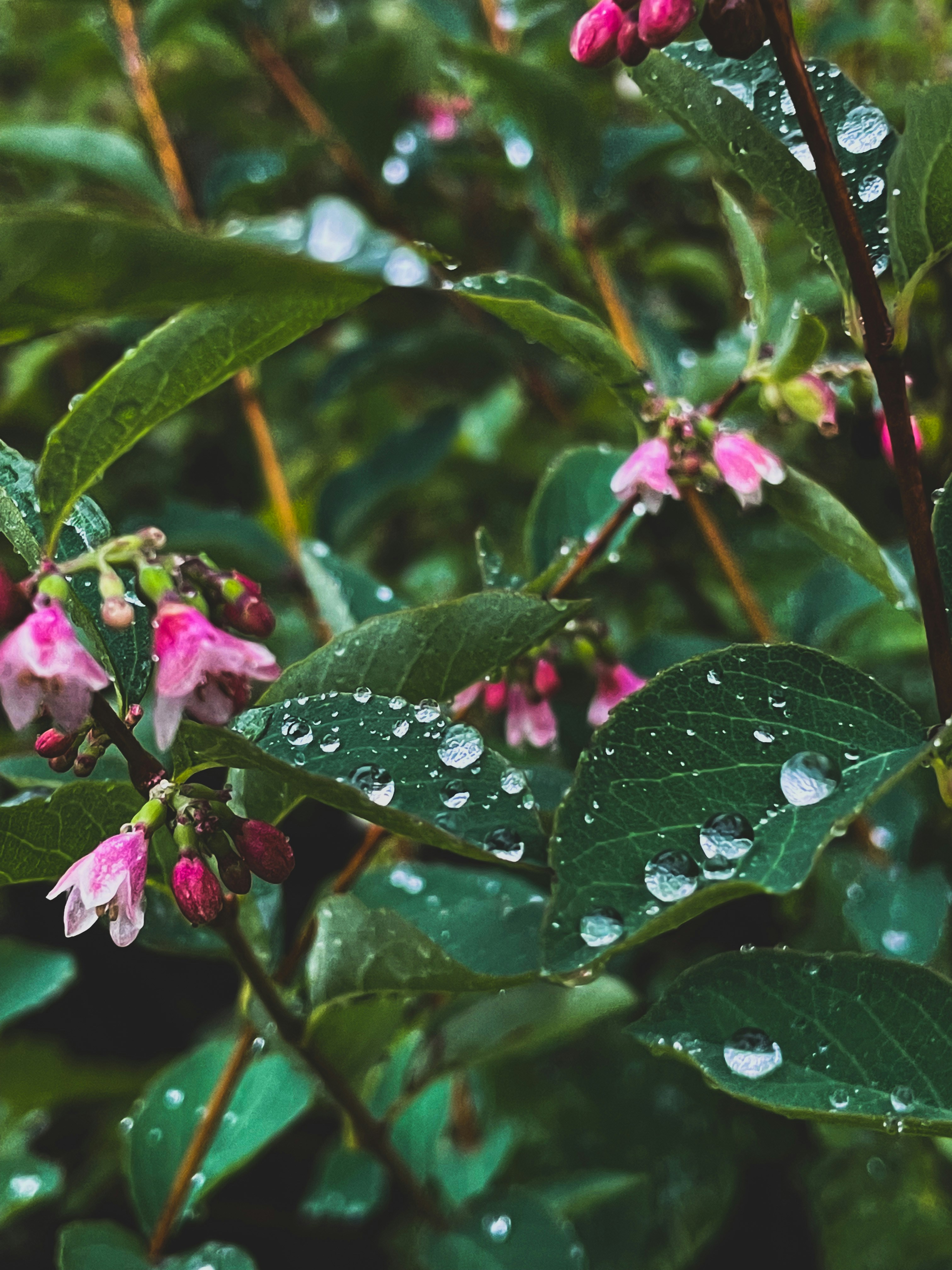 A close up of a plant with flowers on it photo – Free Wallpaper Image ...