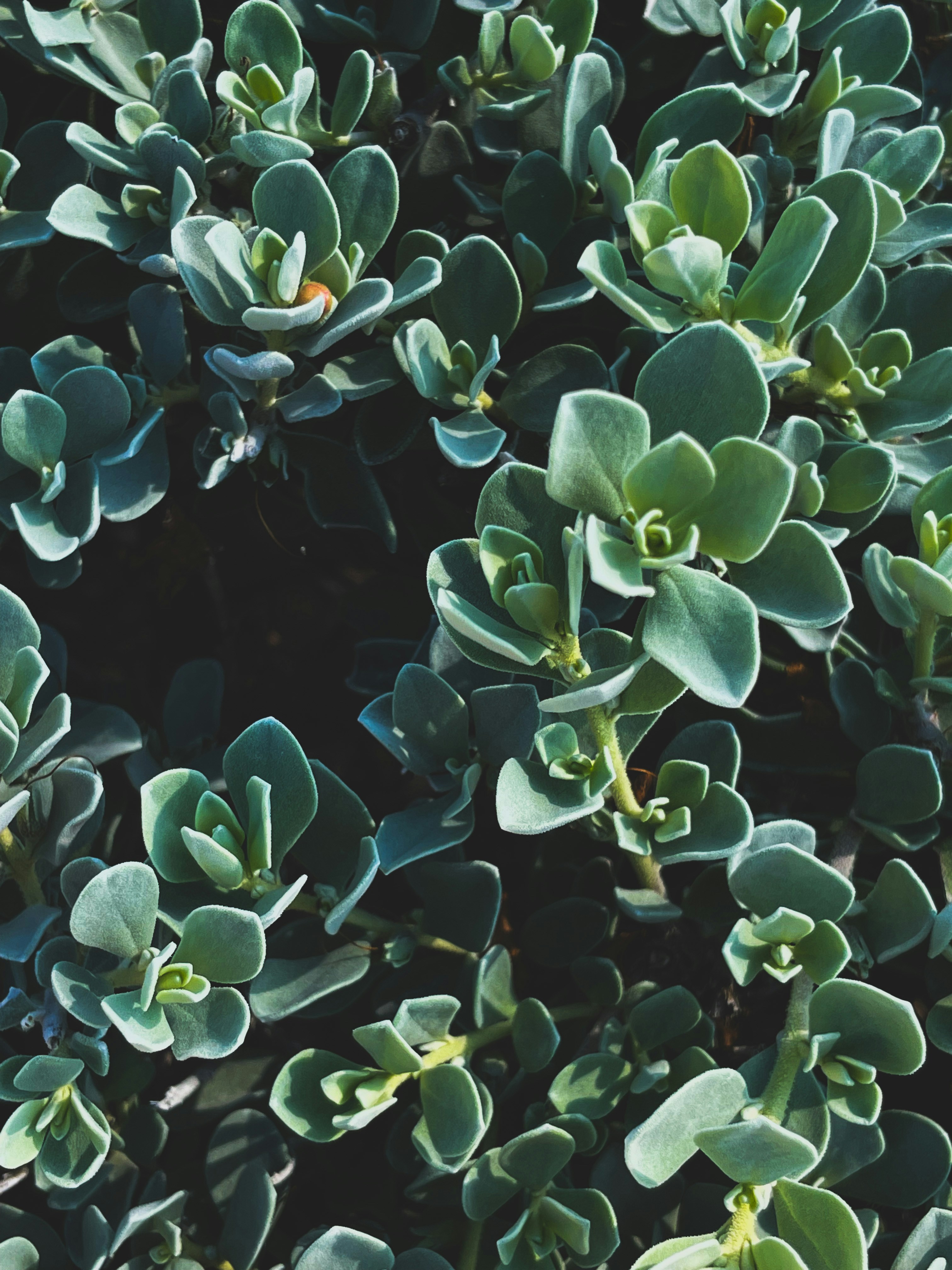 Photo by Kate Shashina with Apple iPhone 12 Pro