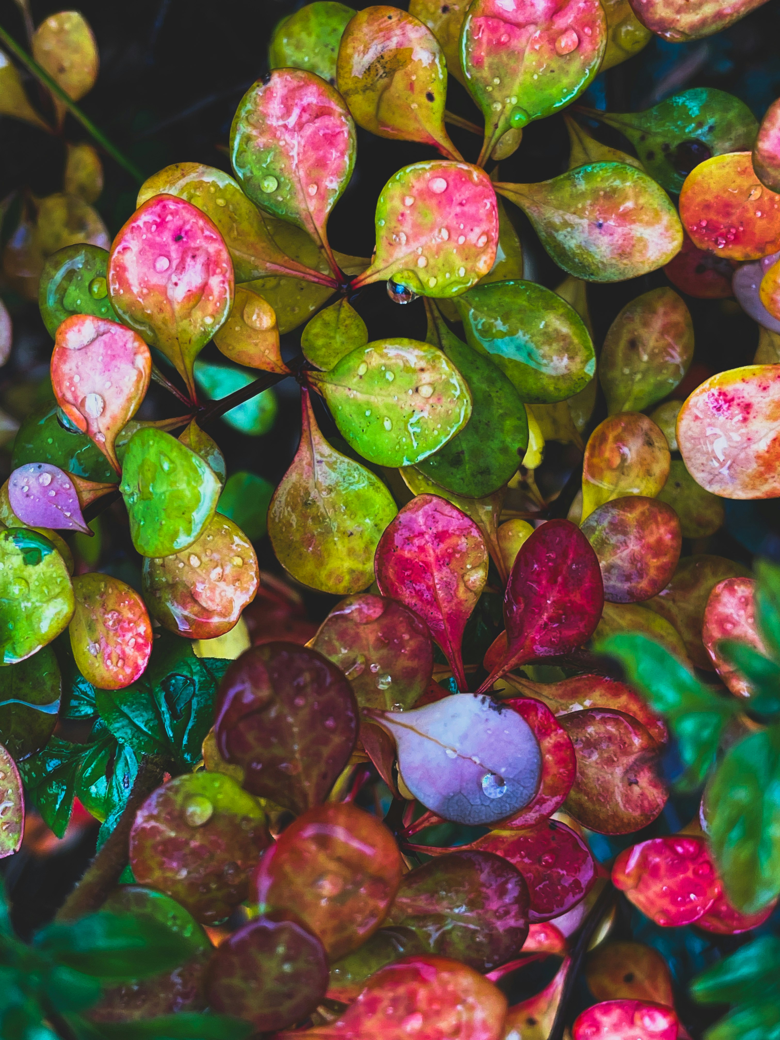 Dew-Kissed Rainbow Leaves: A Close-Up Mosaic of Rain-Slicked Foliage