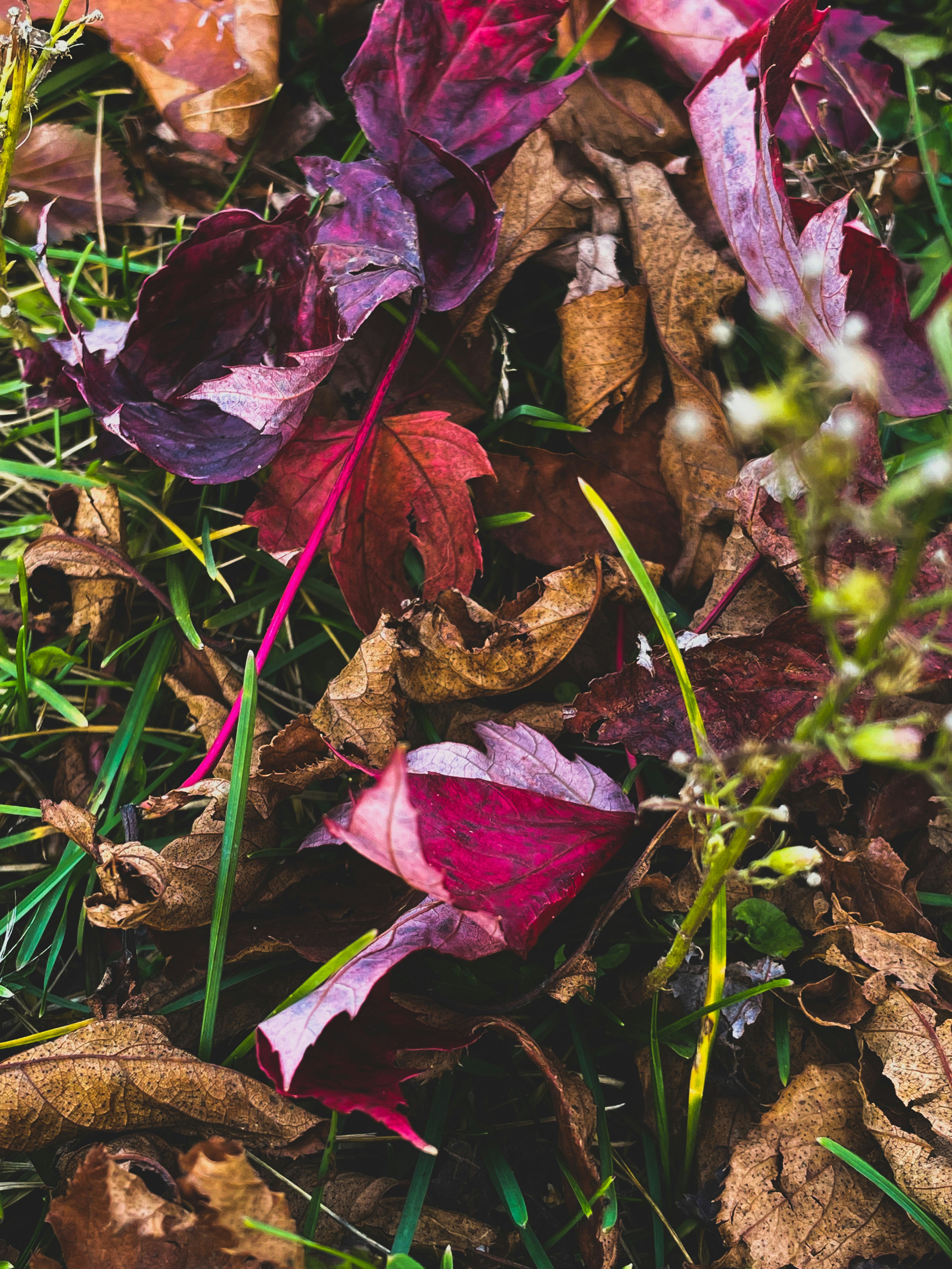a group of colorful leaves