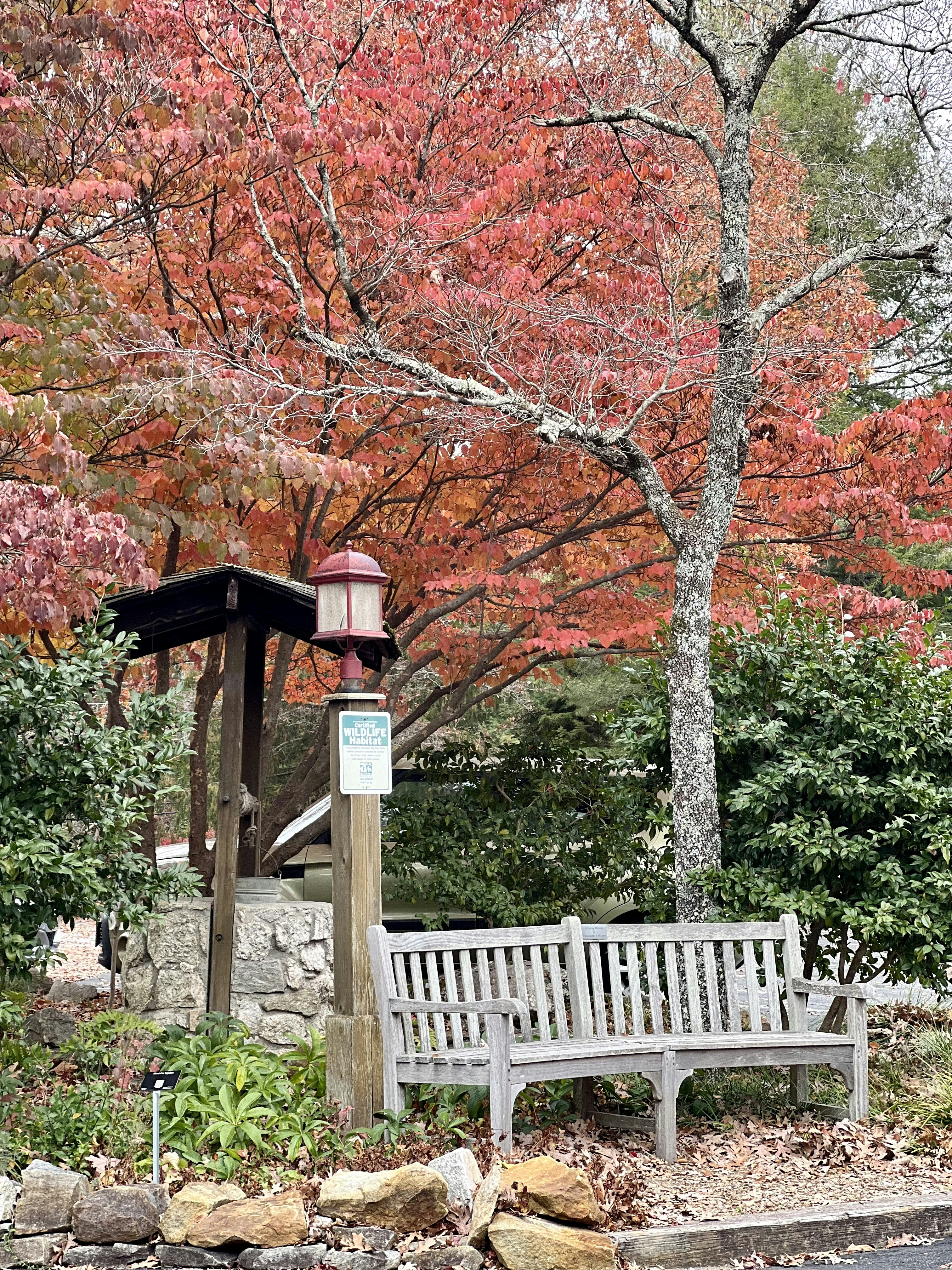 Crimson Canopy Over a Quiet Park Bench