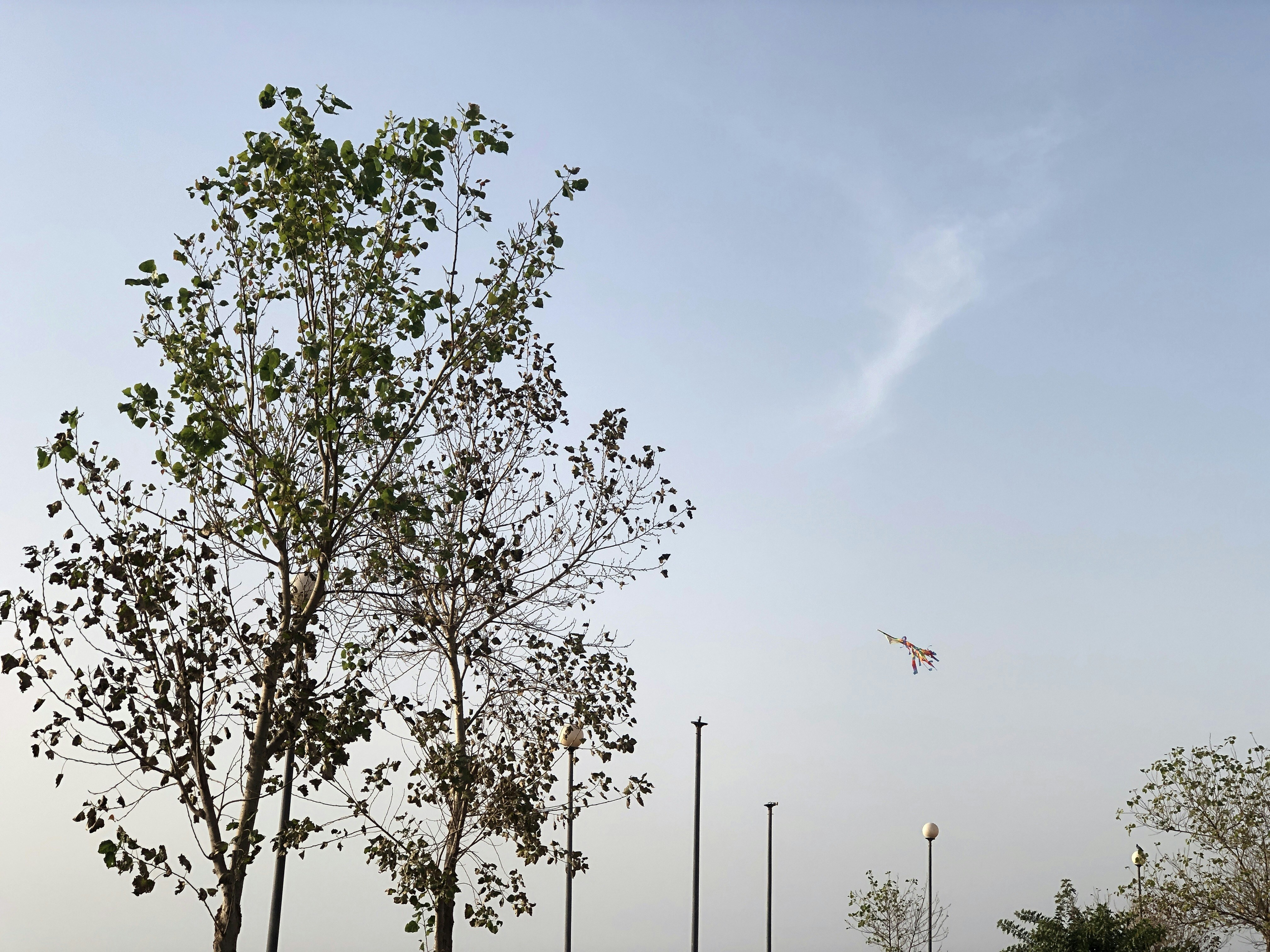 Solitary Tree Reaching Toward a Pale Sky, with a Distant Drone in View