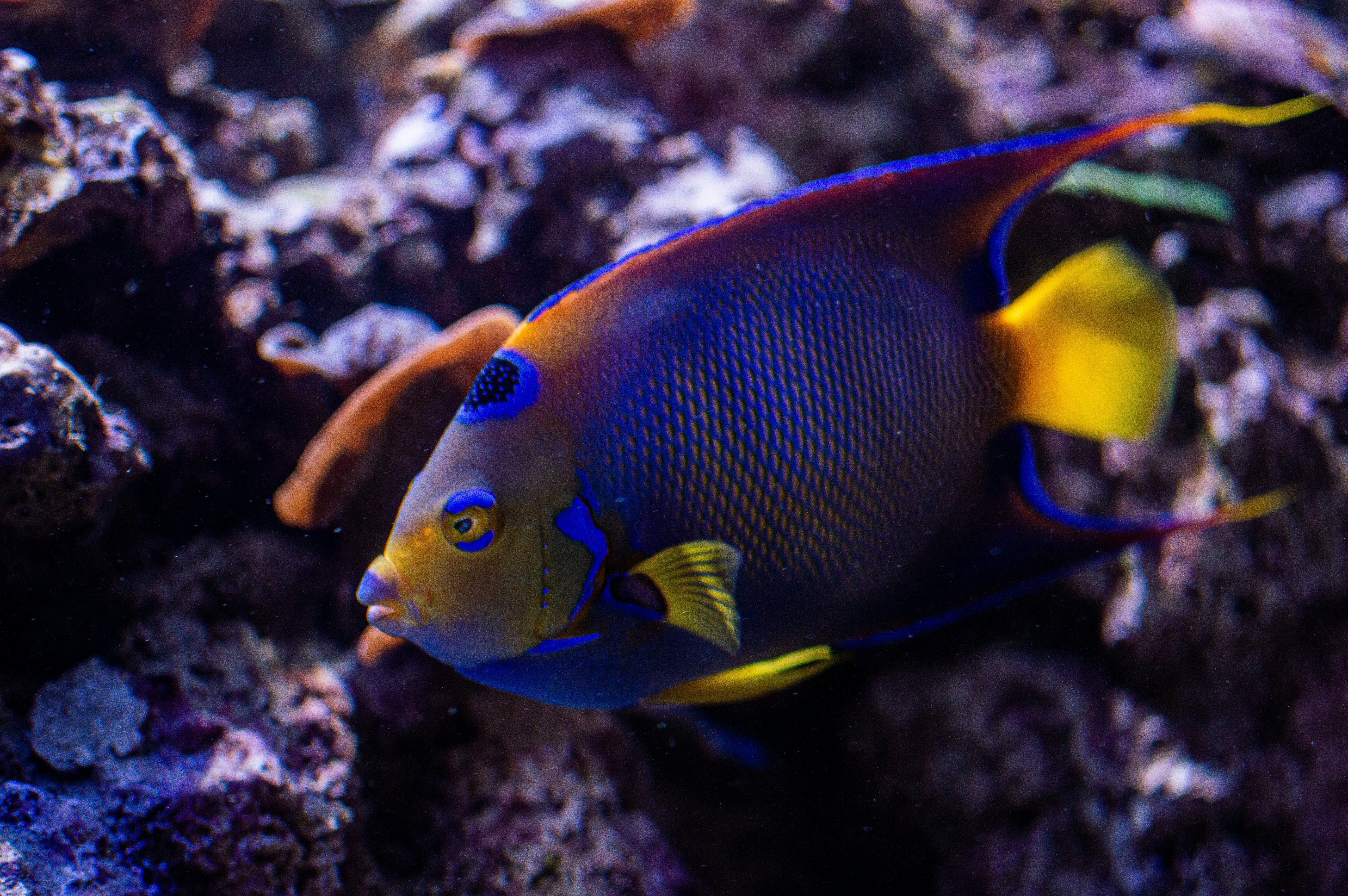 Un pez colorido nadando en el agua foto – Imagen de Academia de ...