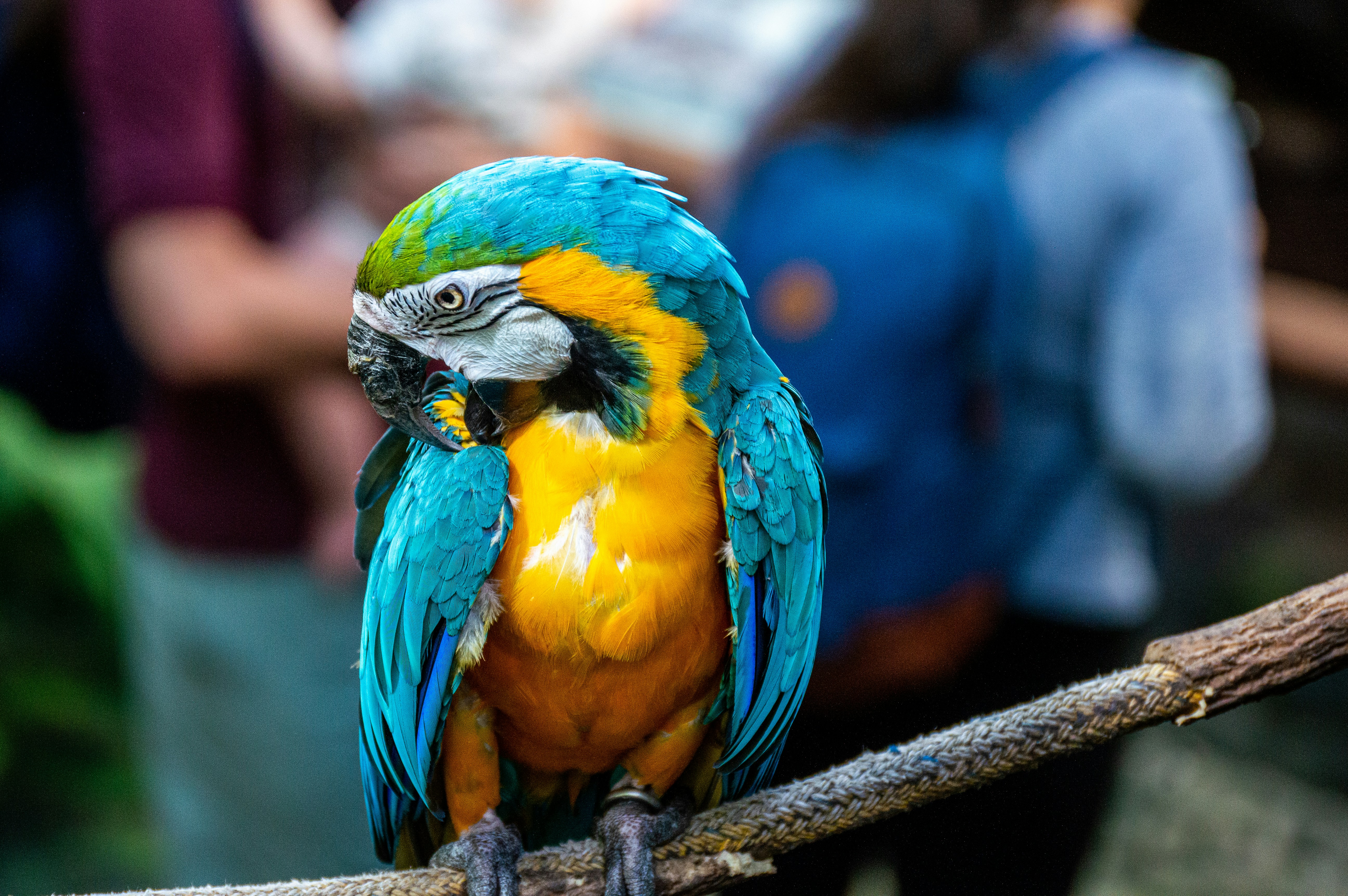 Vibrant Blue-and-Gold Macaw Perched in Focus Against a Busy Backdrop