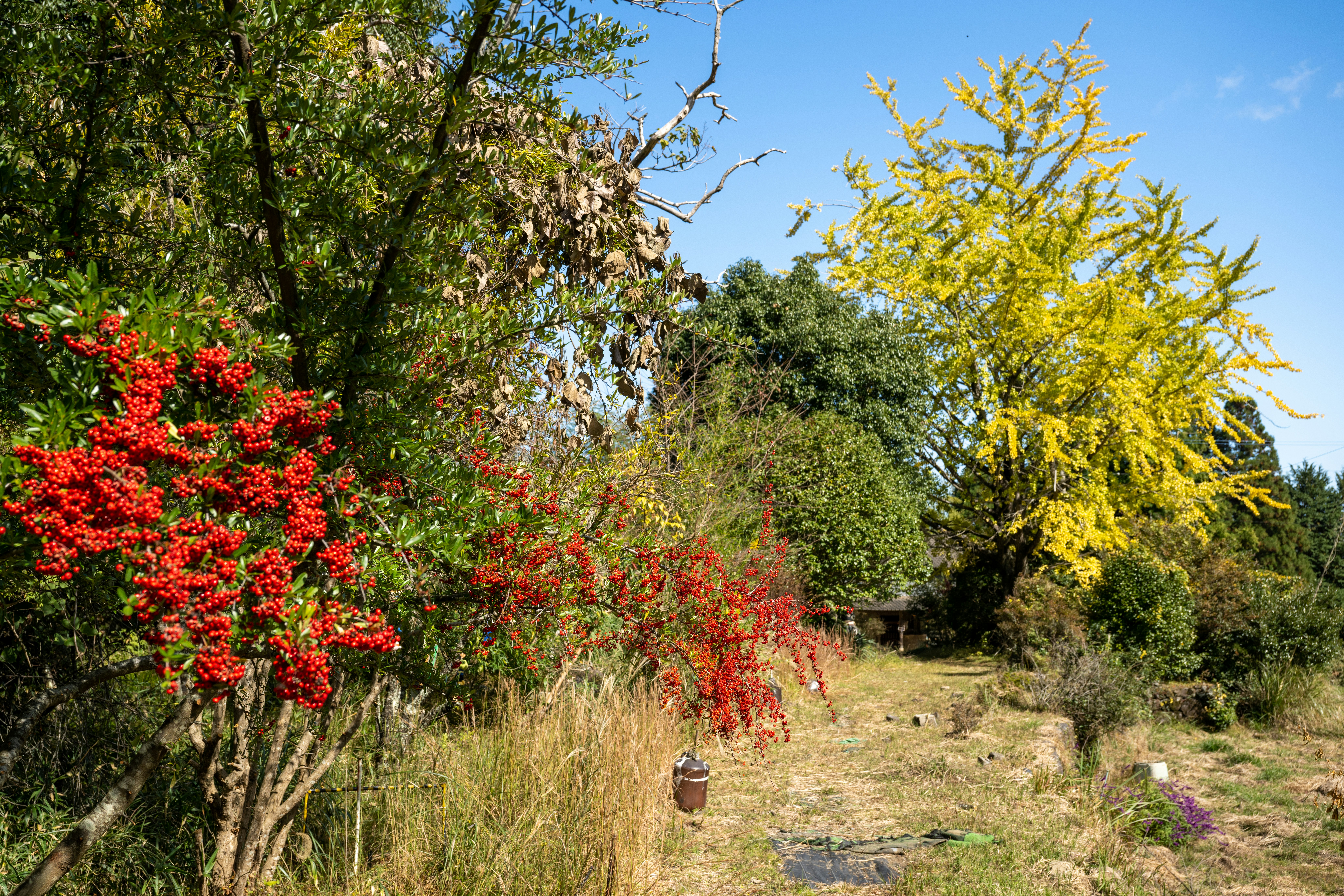 A group of trees and bushes photo – Free Vegetation Image on Unsplash