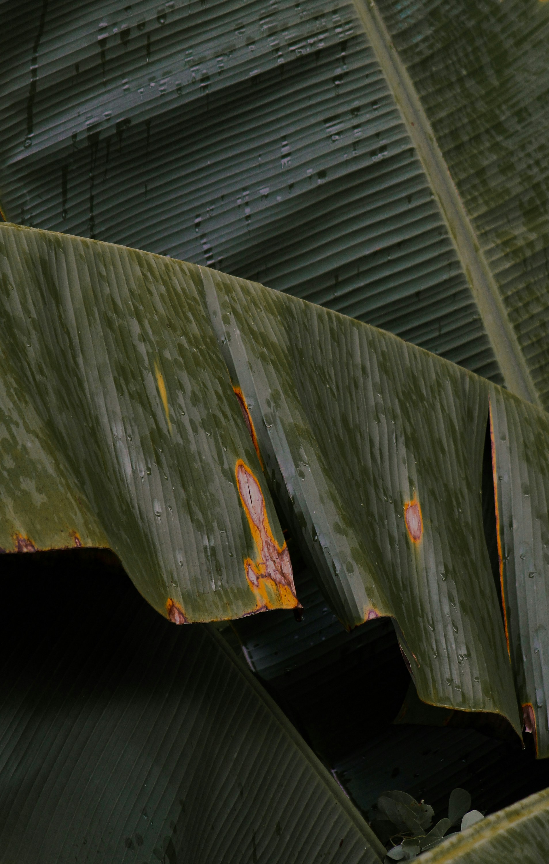 Weathered Banana Leaf Study: Frayed Edges and Quiet Ruggedness