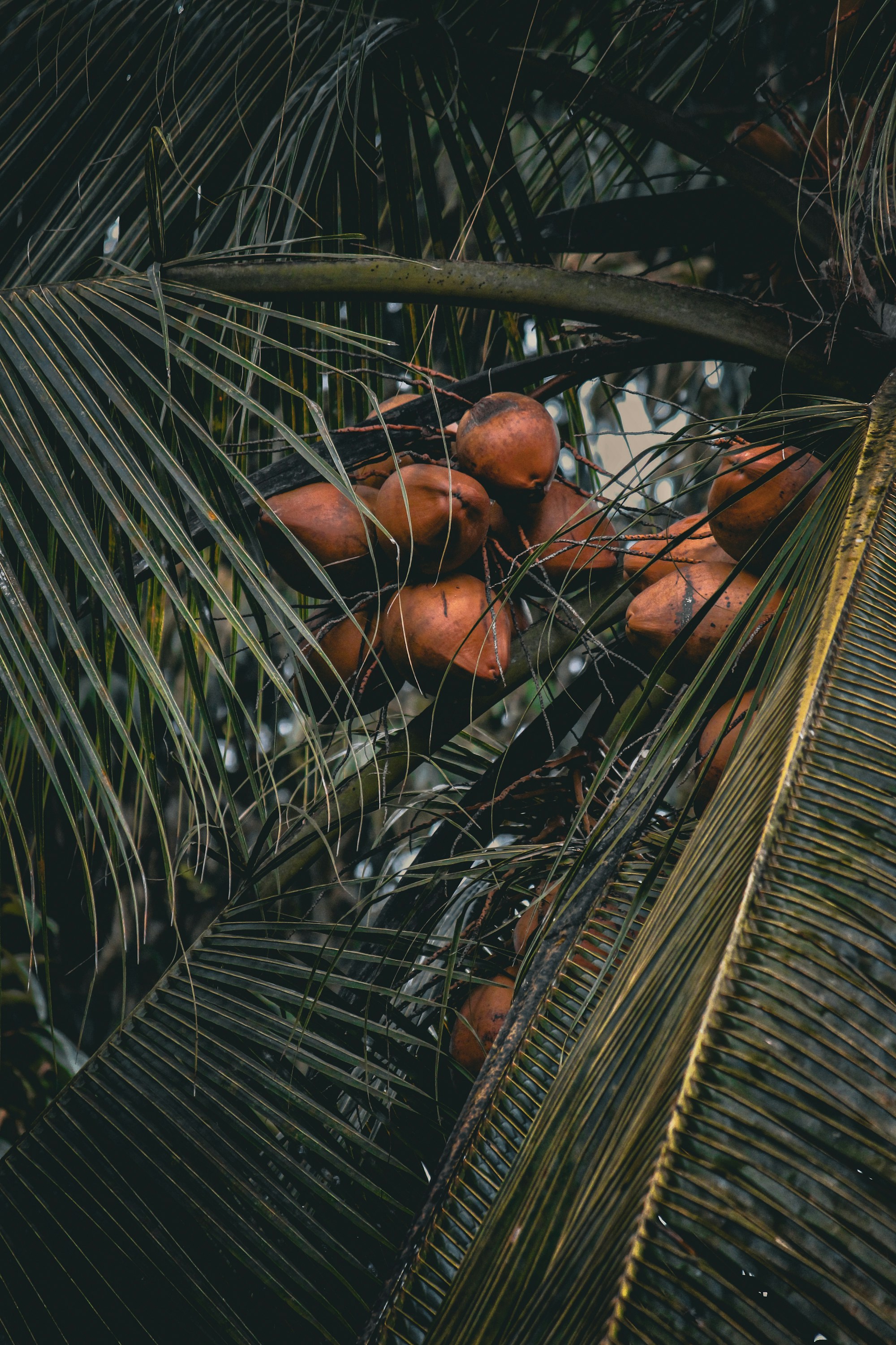 Coconut Cluster Hidden in Tropical Fronds