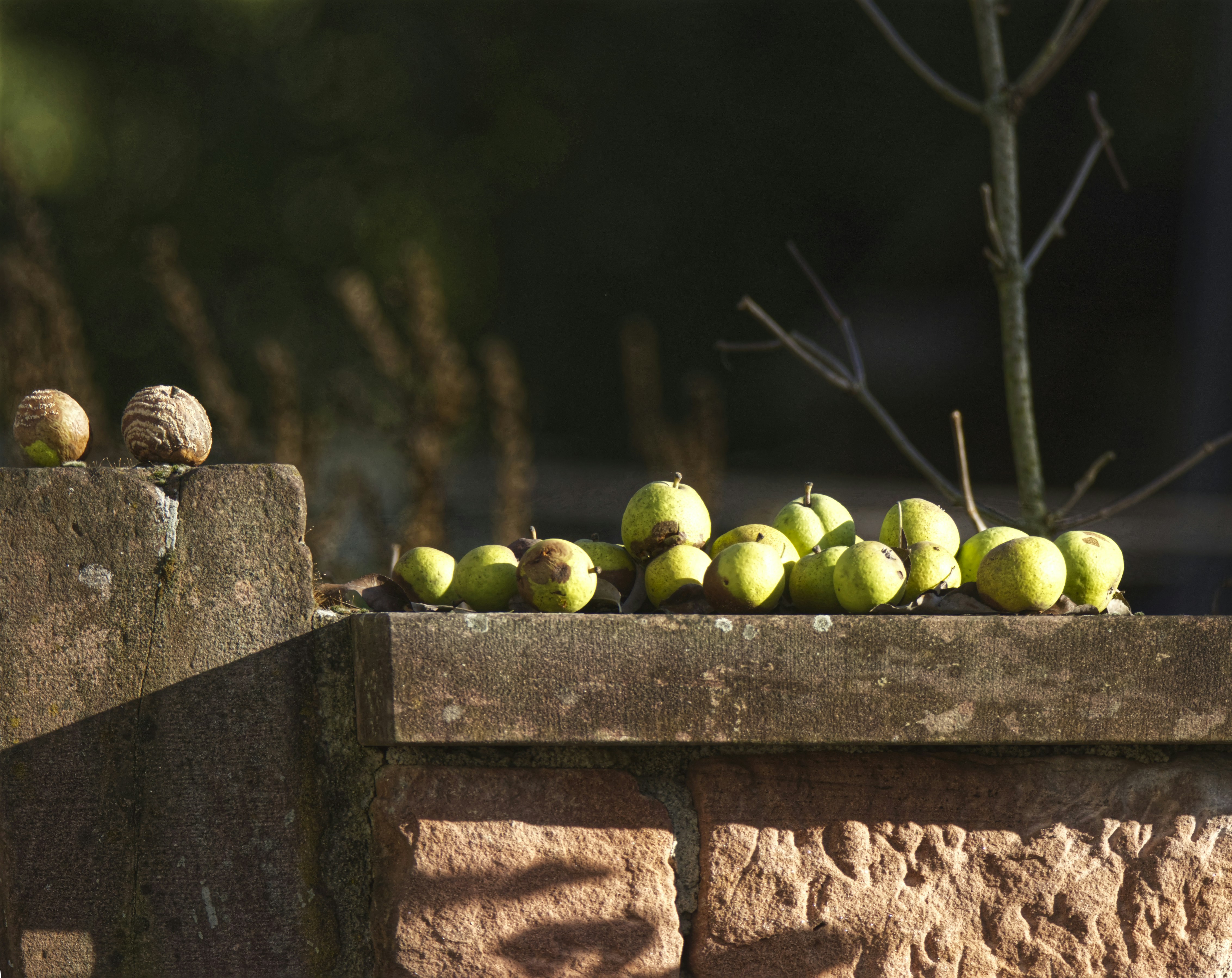 Stone ledge Orchard: green apples gathered along a weathered brick wall