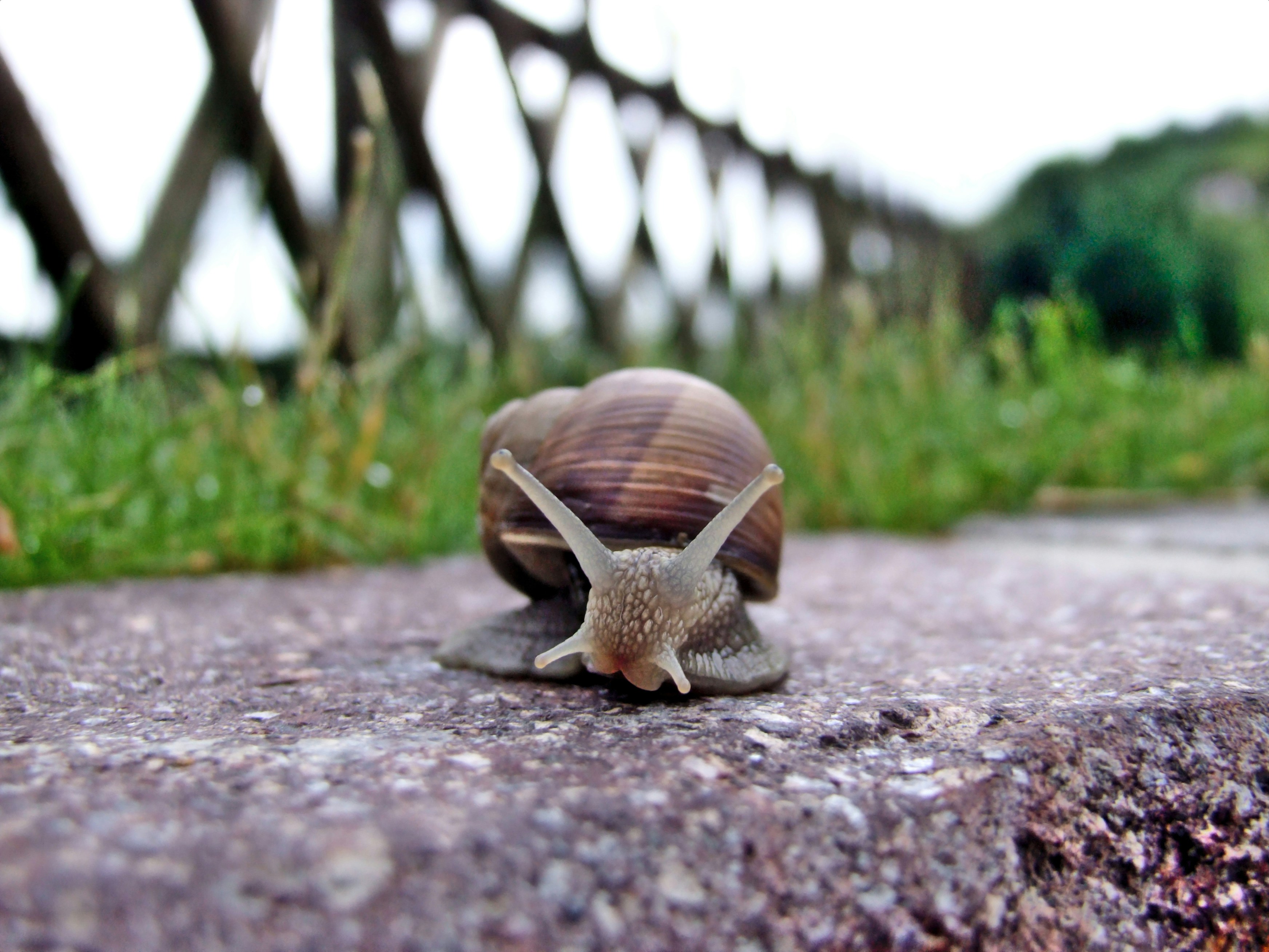 A close-up of a snail navigating a stone path, with lush grass and a wooden fence in the background.
