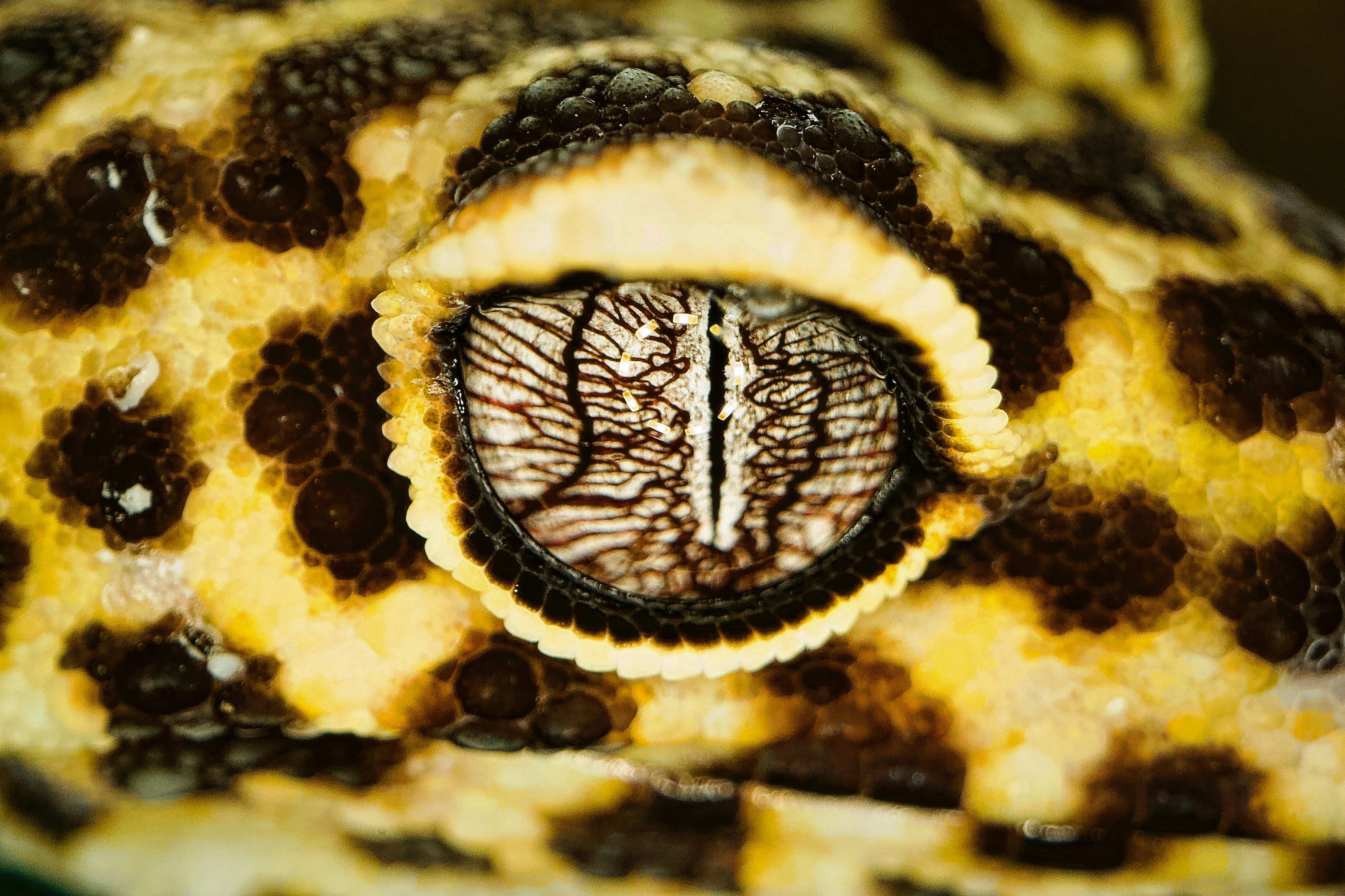 Serpent's Gaze: A Macro Portrait of Ornate Scales and Eye