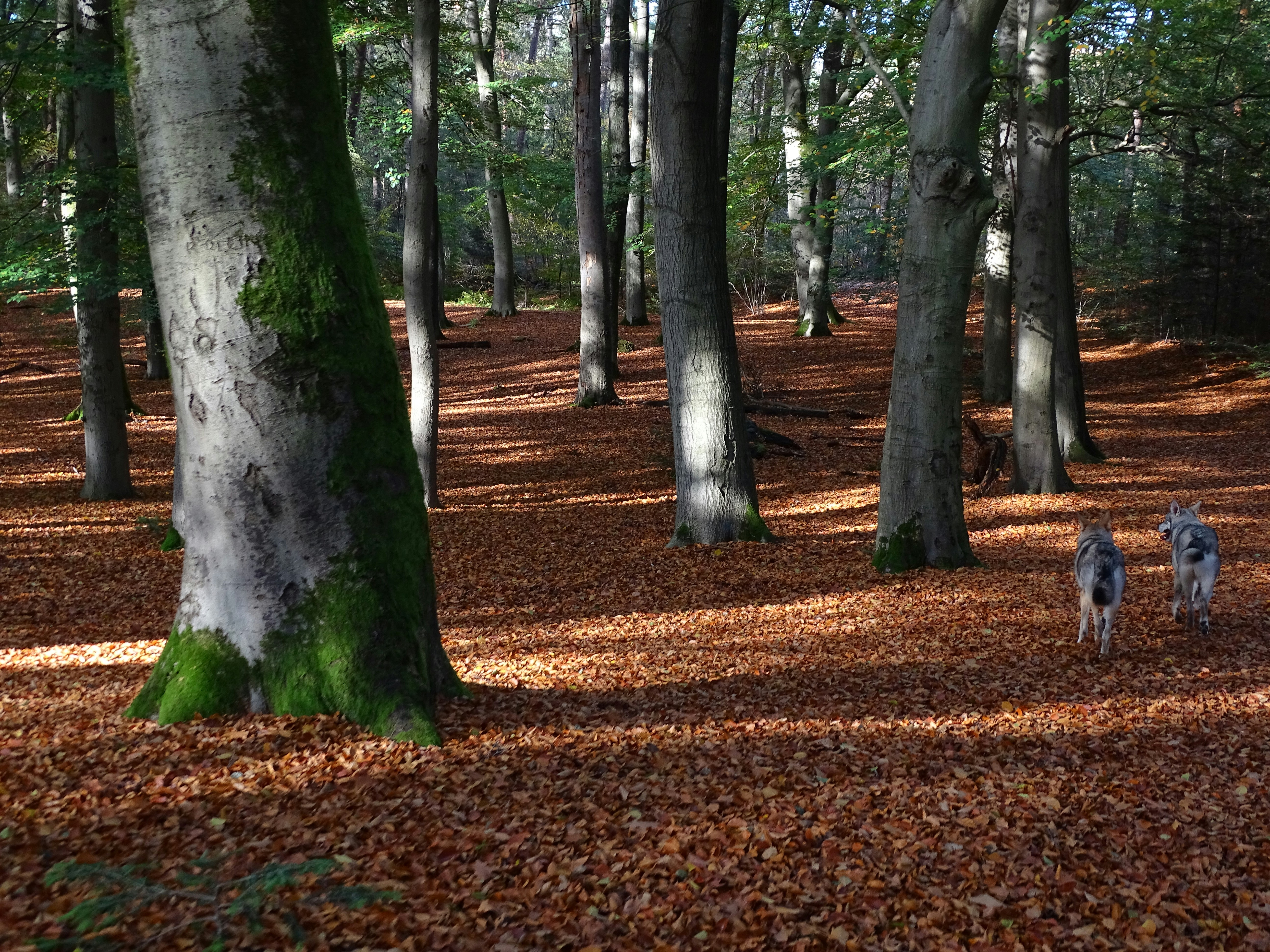 a group of dogs in a forest