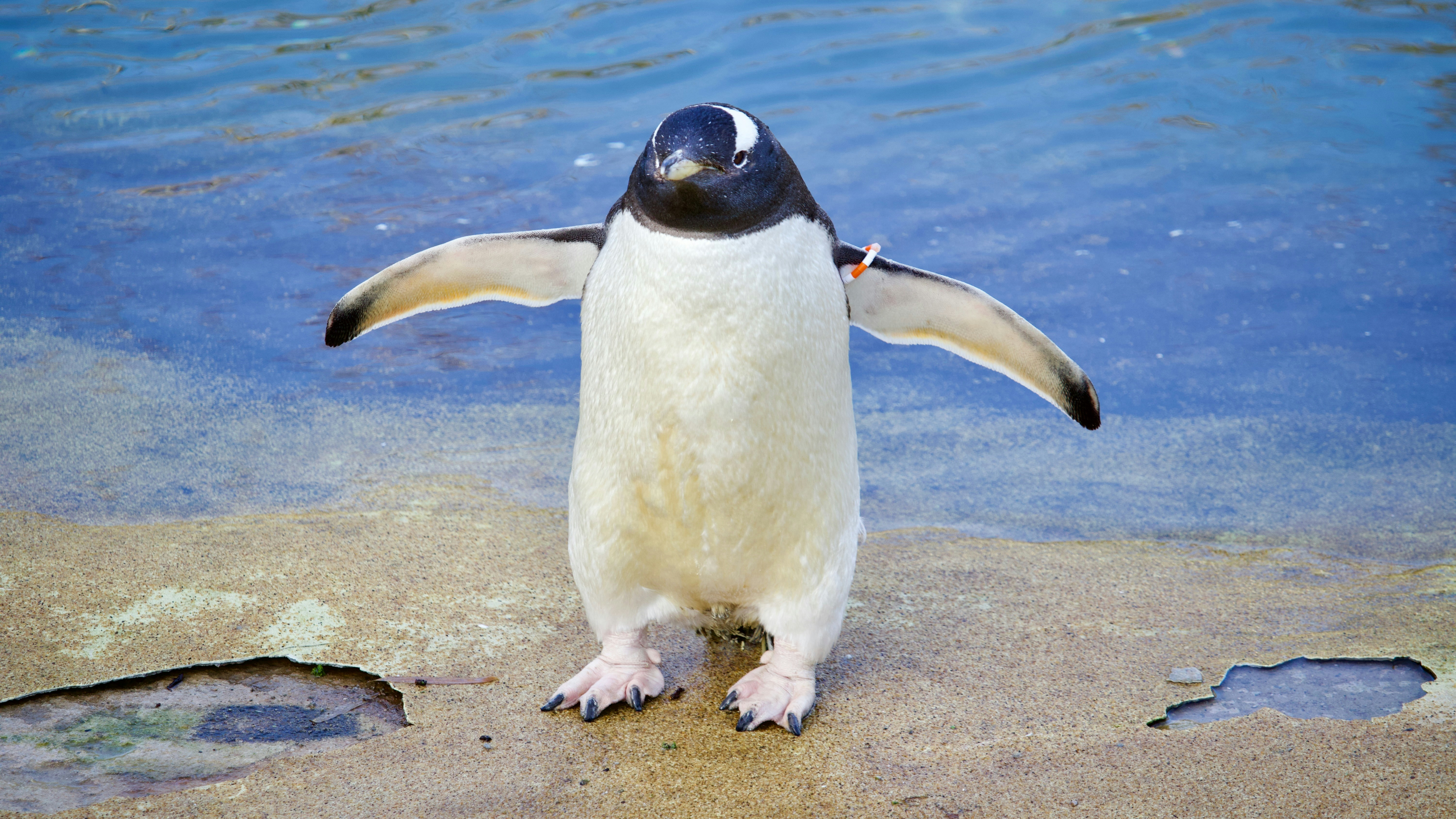 Un pingouin debout sur un rocher photo – Photo Zoo d’Édimbourg Gratuite ...