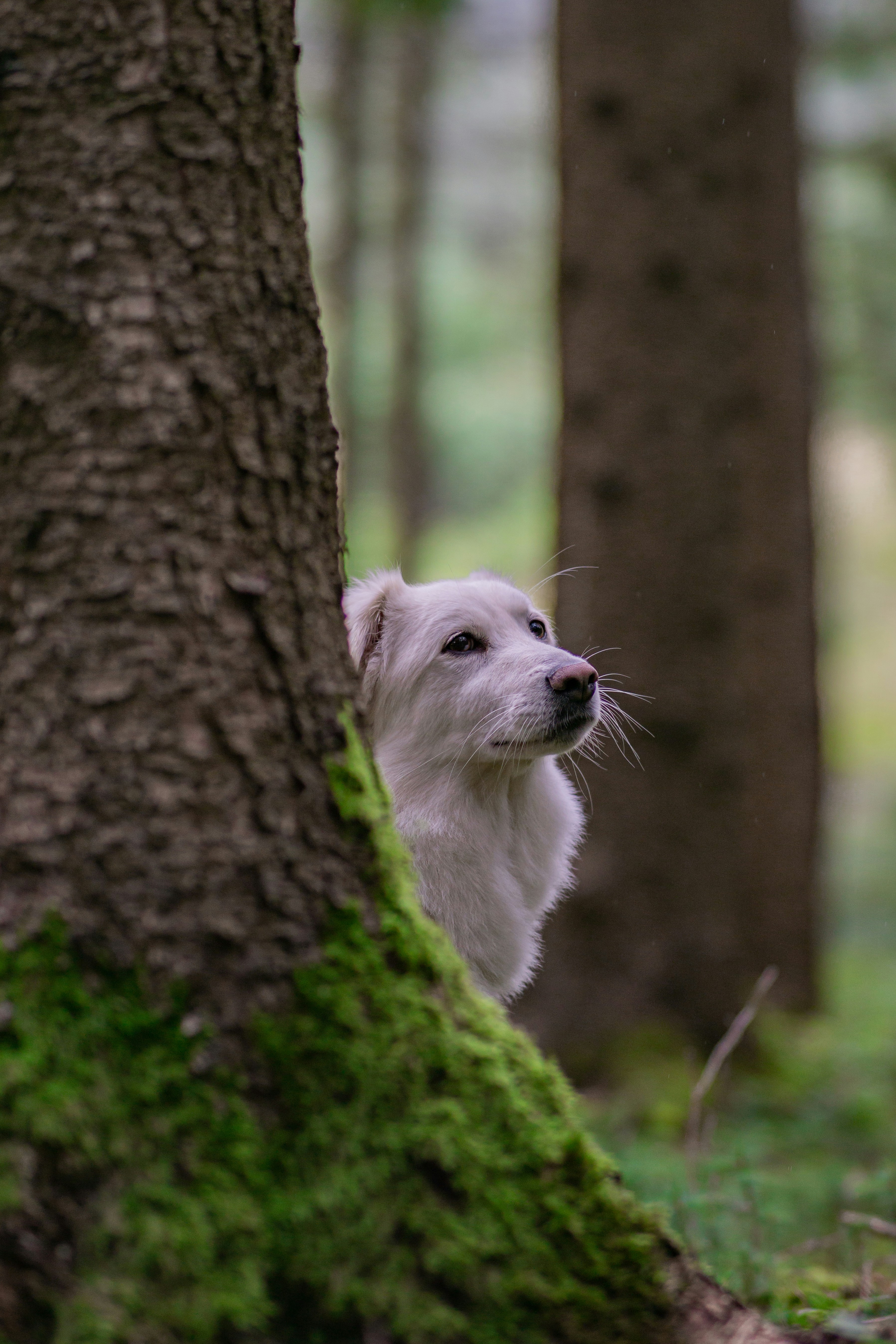 A white animal in a tree photo – Free Animal Image on Unsplash