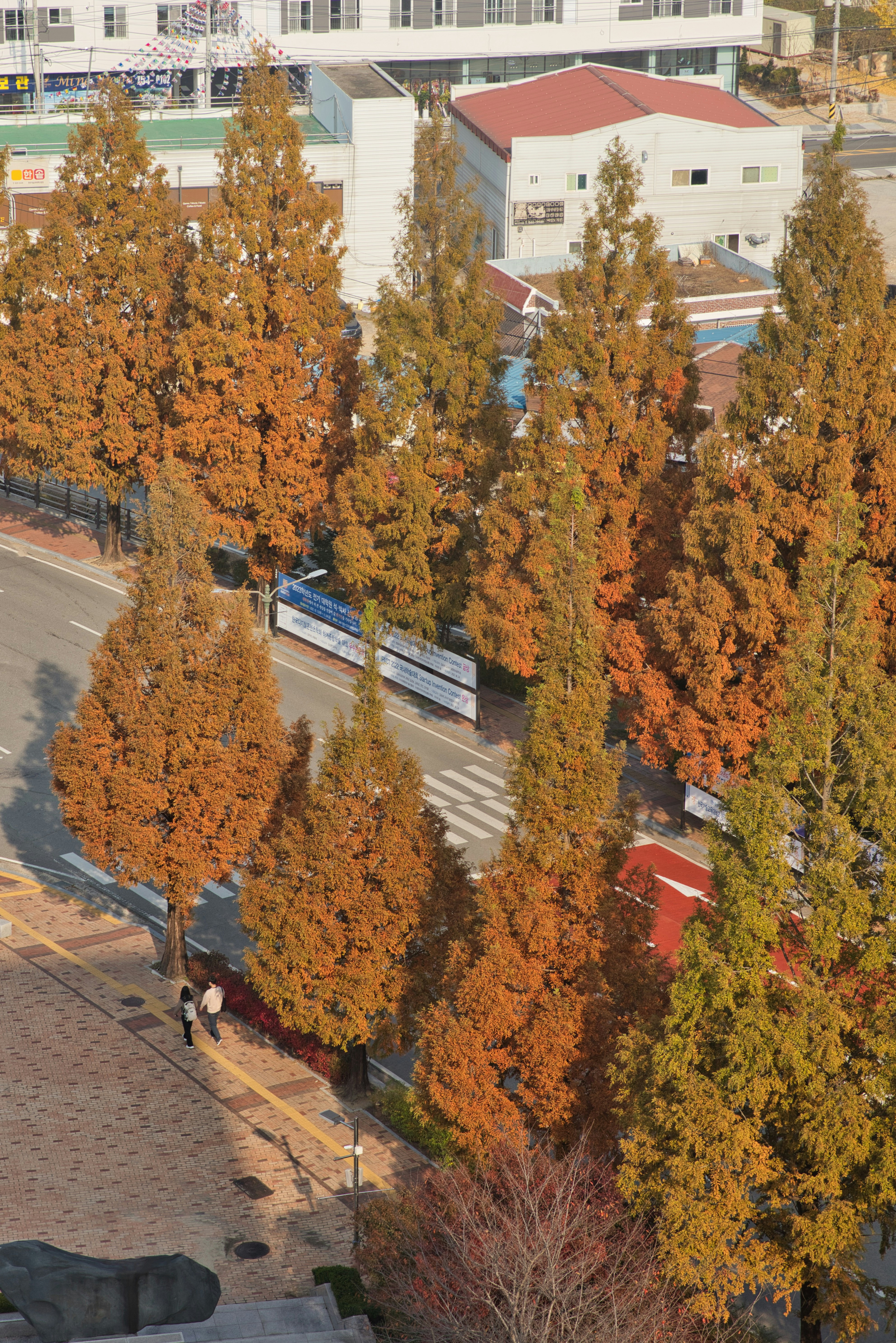 Un groupe d’arbres aux feuilles oranges photo – Photo Université coréenne de technologie et d ...