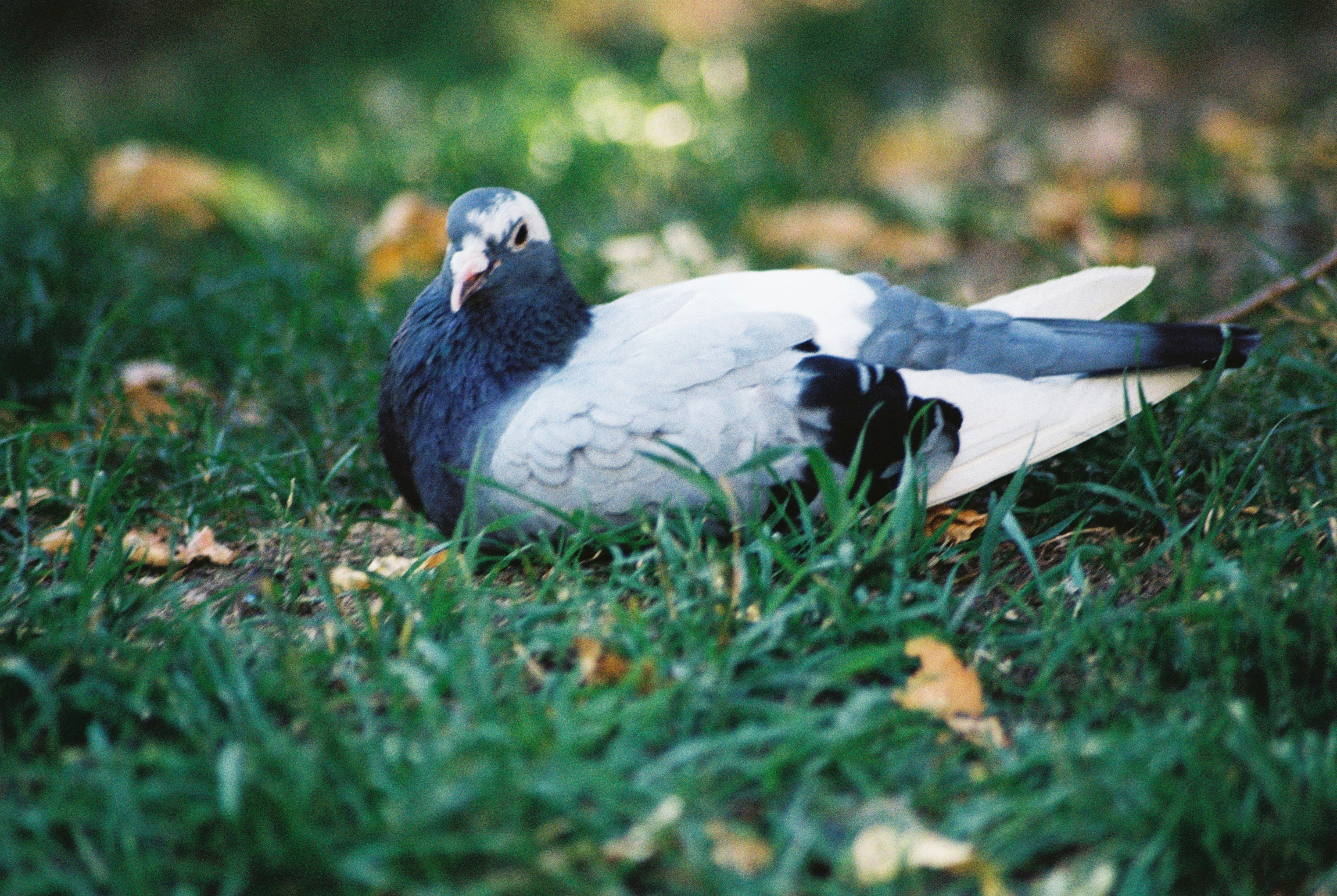 Pigeon portrait on film