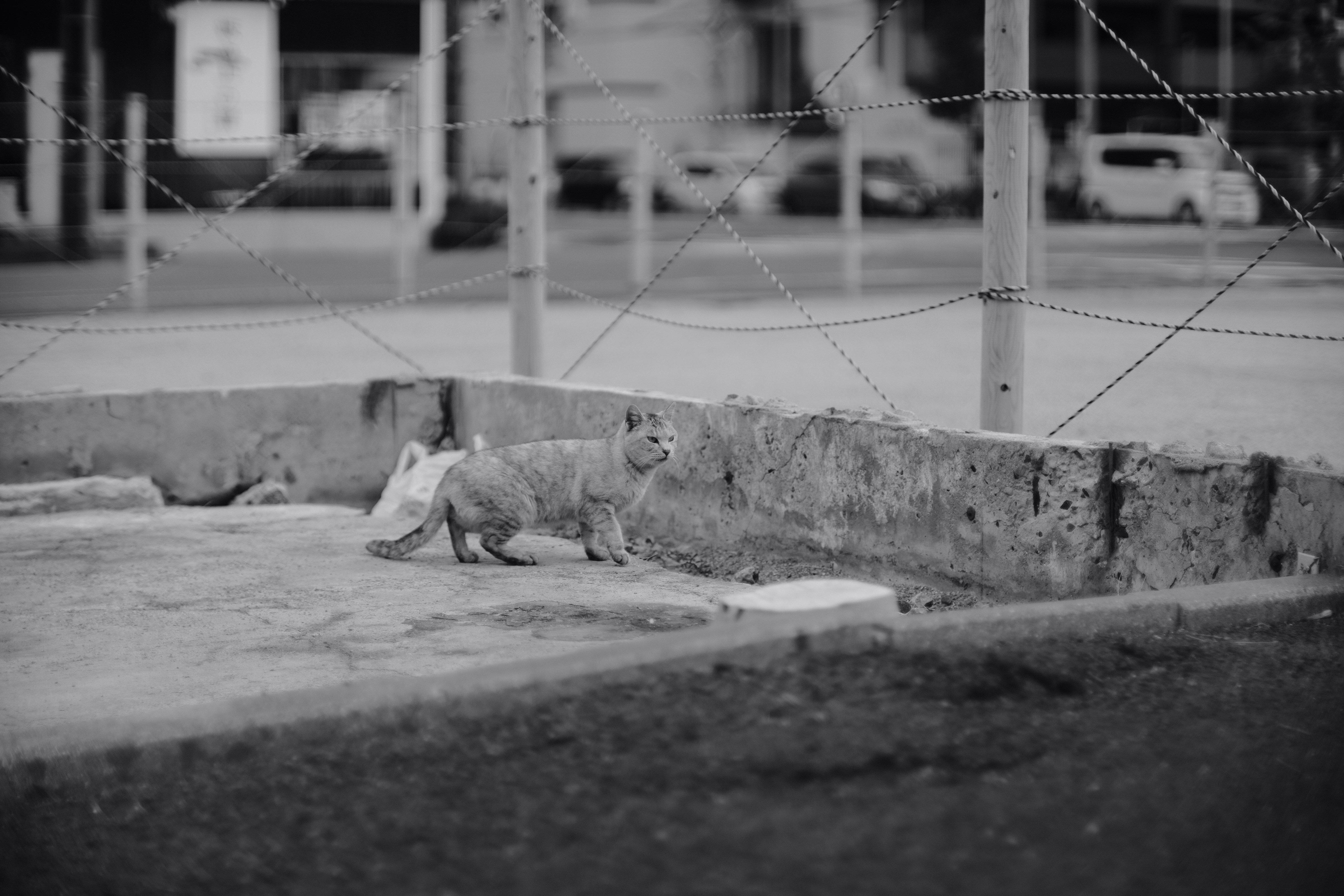 a cat lying on the ground